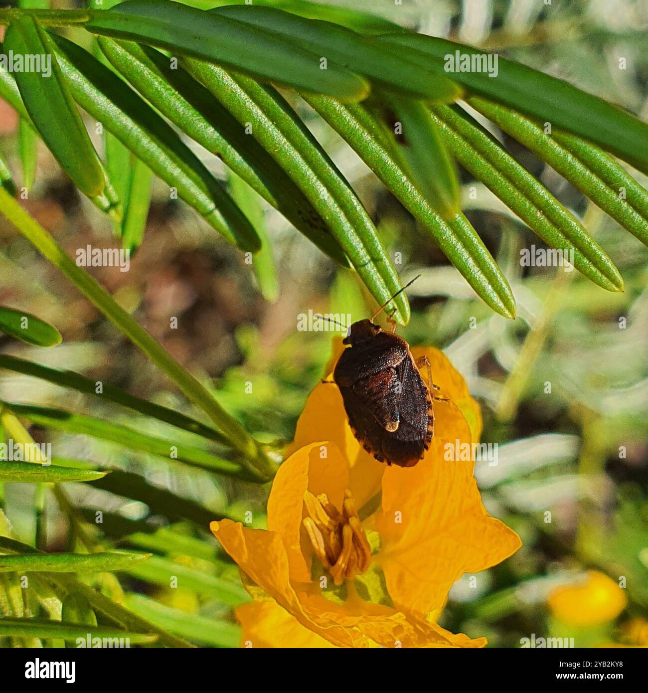 Inconspicuus hi-res stock photography and images - Alamy