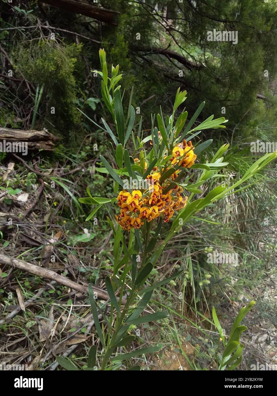 narrow-leaf bitter-pea (Daviesia leptophylla) Plantae Stock Photo - Alamy