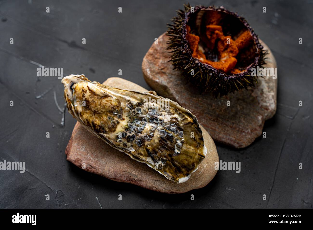 Oyster in shell and open sea urchin on a rock on a gray background ...