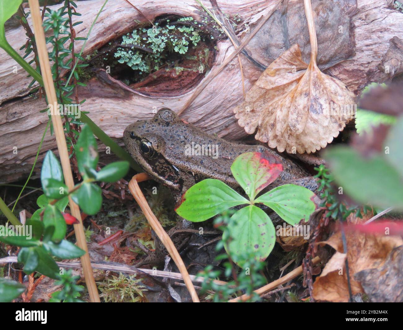 Northern Red-legged Frog (Rana aurora) Amphibia Stock Photo - Alamy