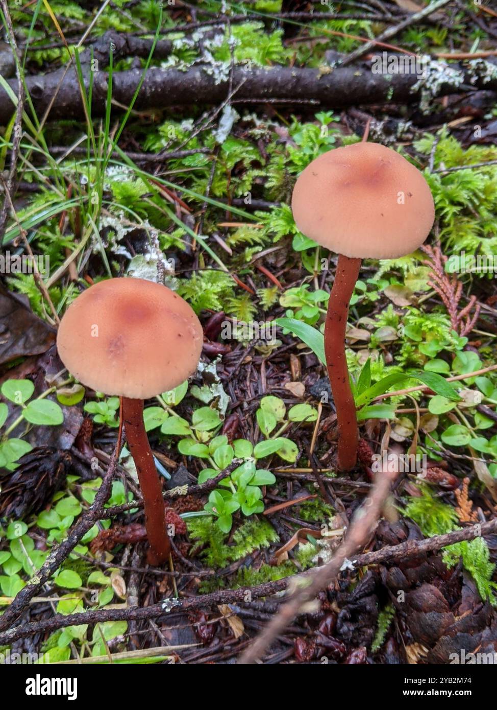deceiver (Laccaria laccata) Fungi Stock Photo - Alamy