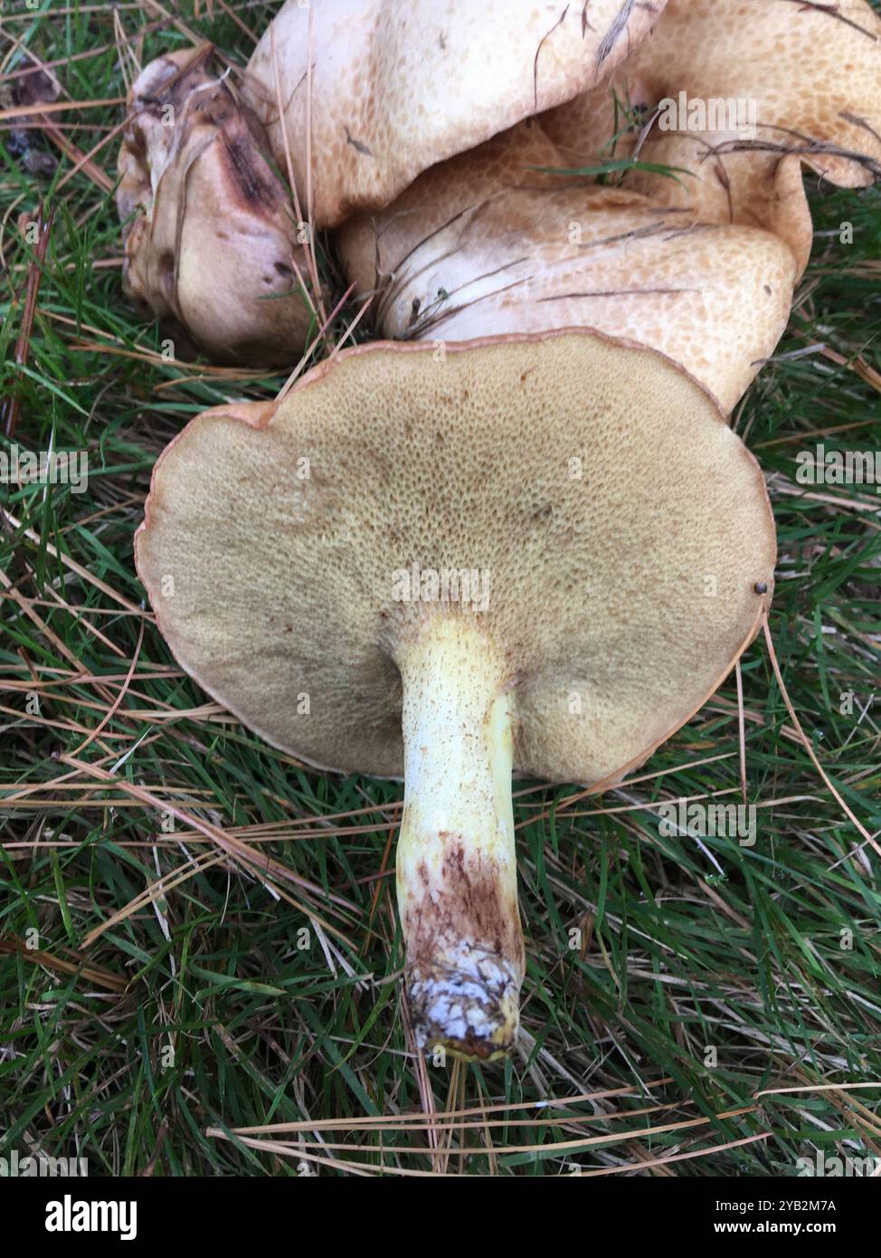 Butterball (Suillus weaverae) Fungi Stock Photo - Alamy