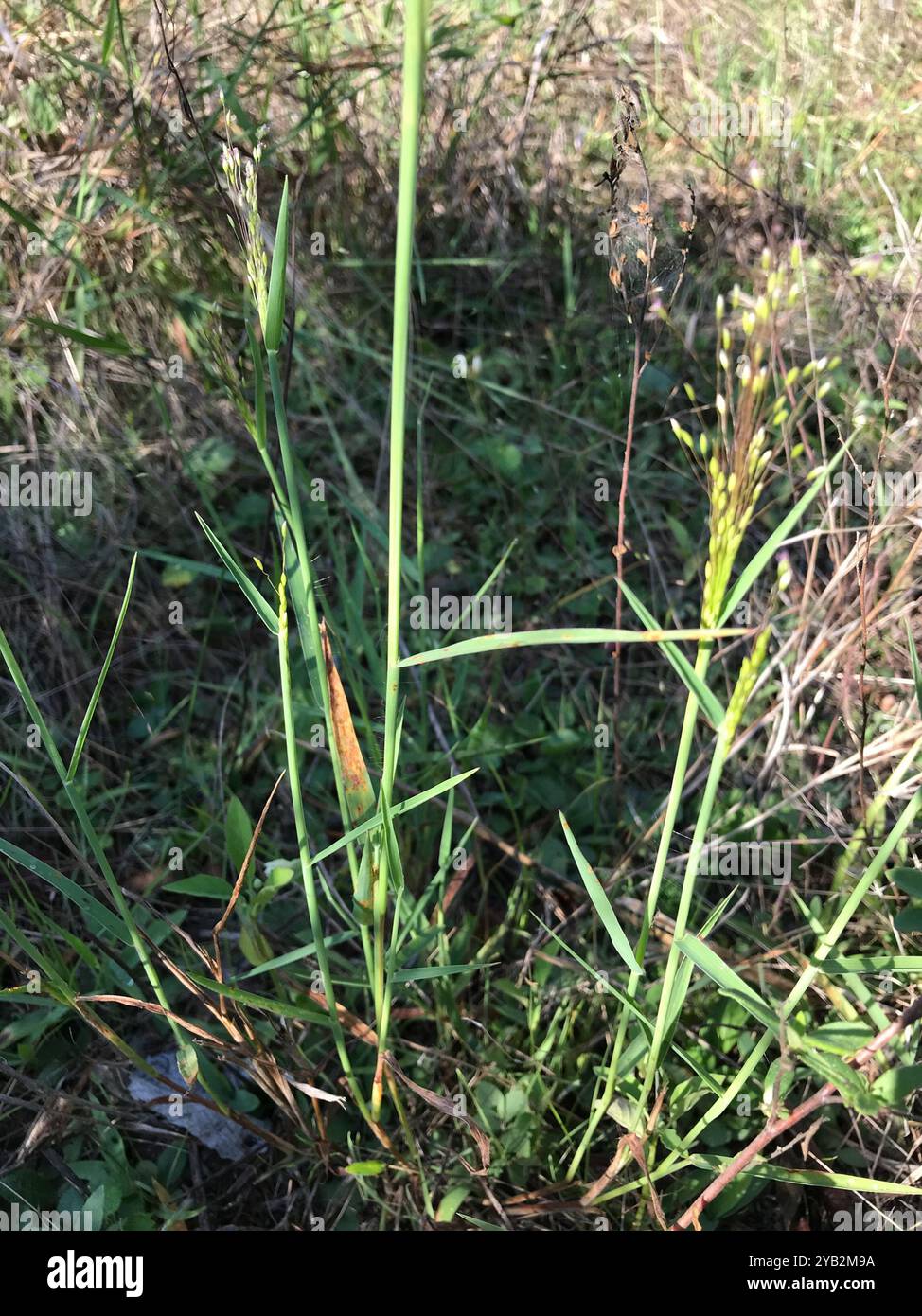 Fall Witchgrass (Digitaria cognata) Plantae Stock Photo - Alamy