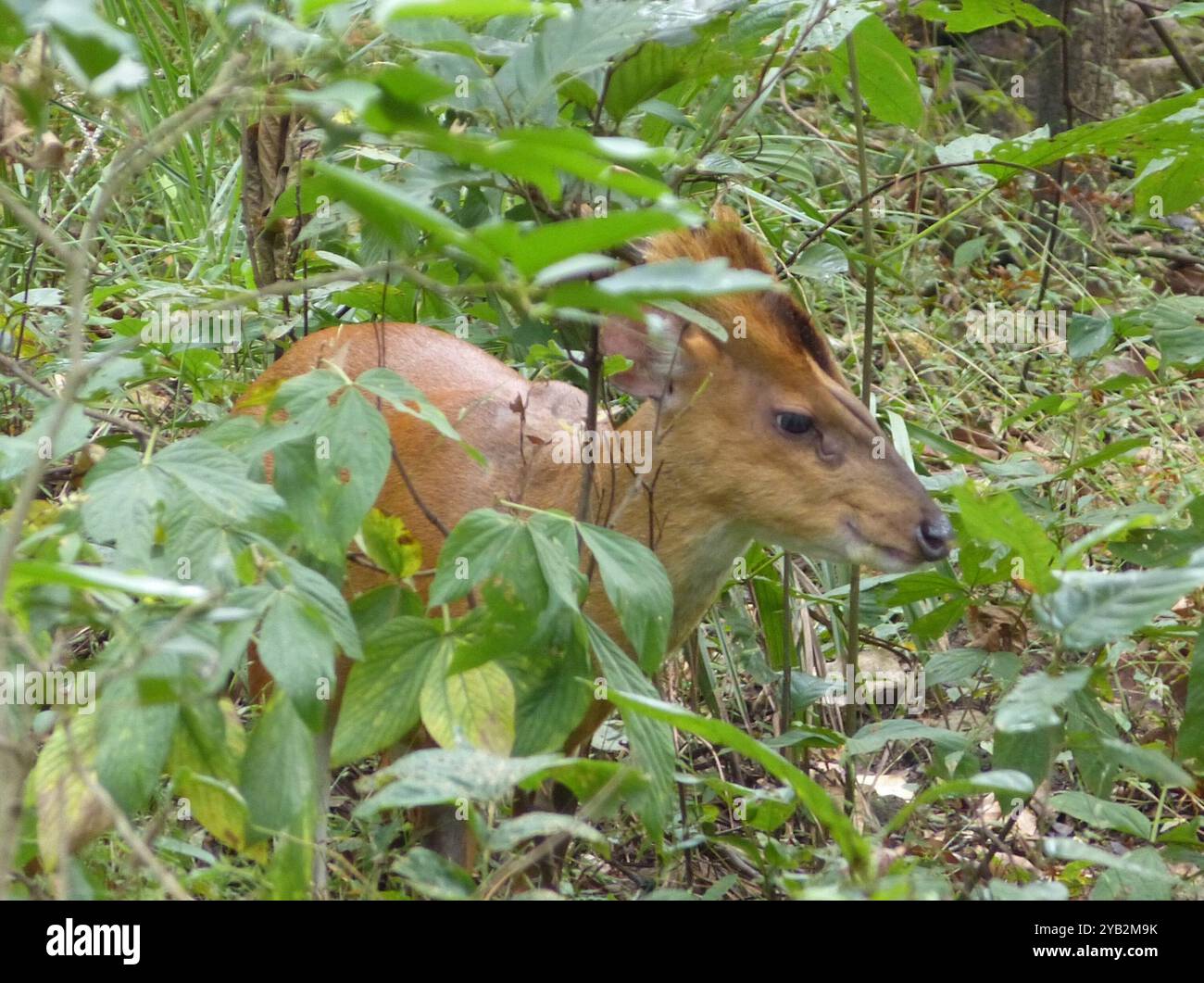 Northern Red Muntjac (Muntiacus vaginalis) Mammalia Stock Photo - Alamy