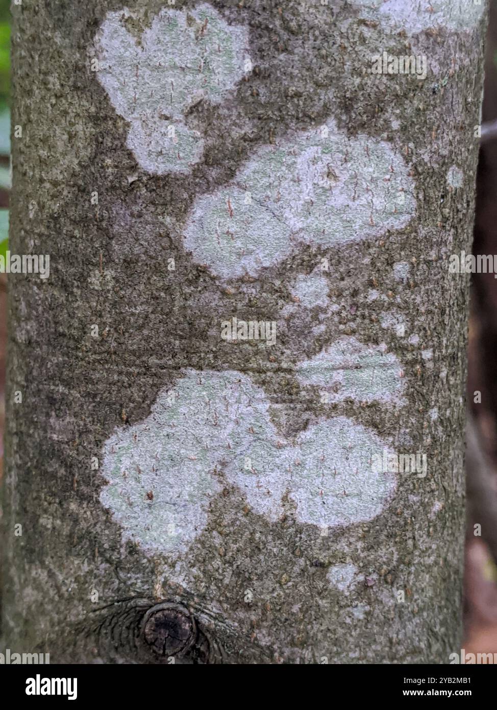 Common Script Lichen (Graphis scripta) Fungi Stock Photo - Alamy