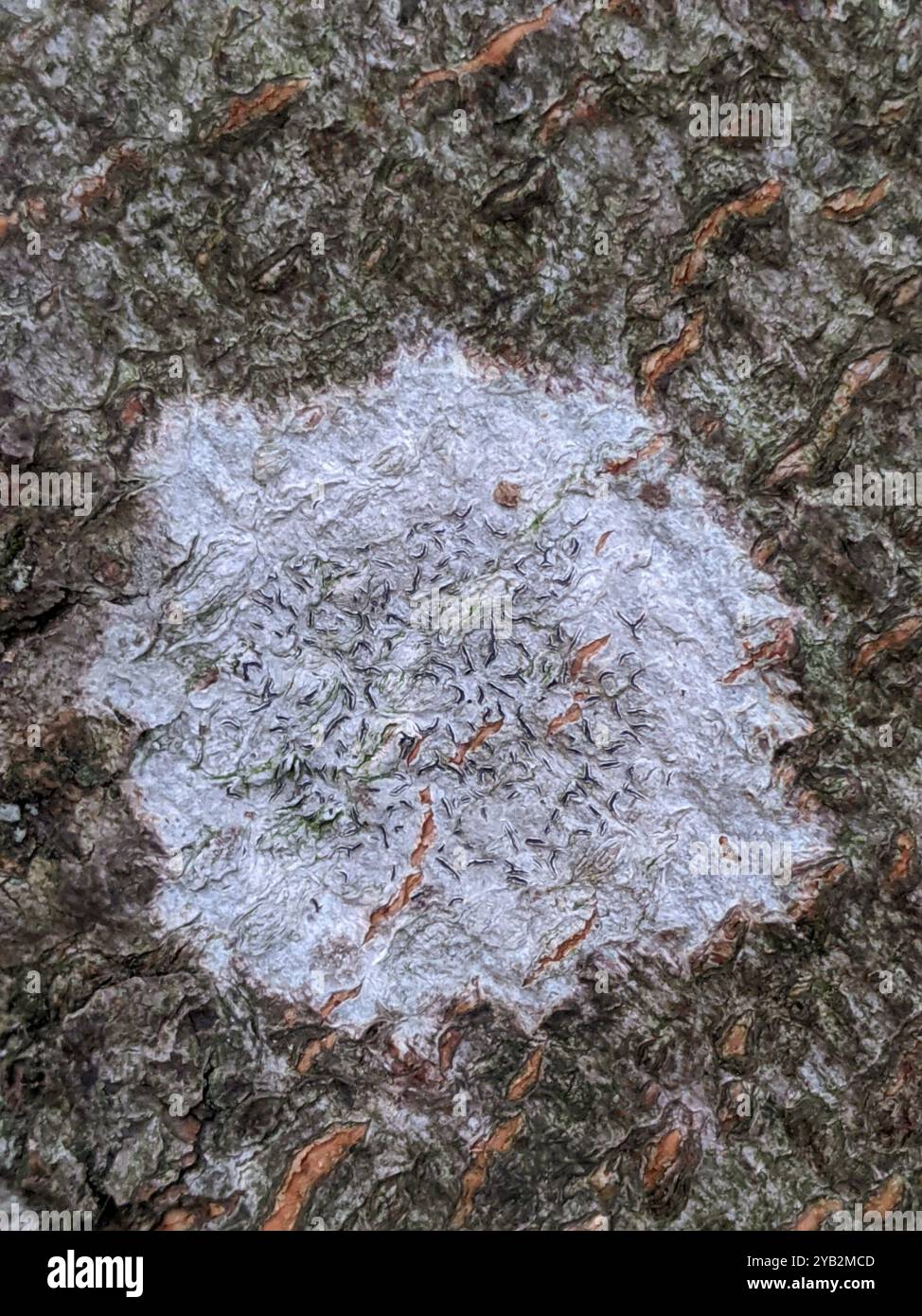 Common Script Lichen (Graphis scripta) Fungi Stock Photo - Alamy