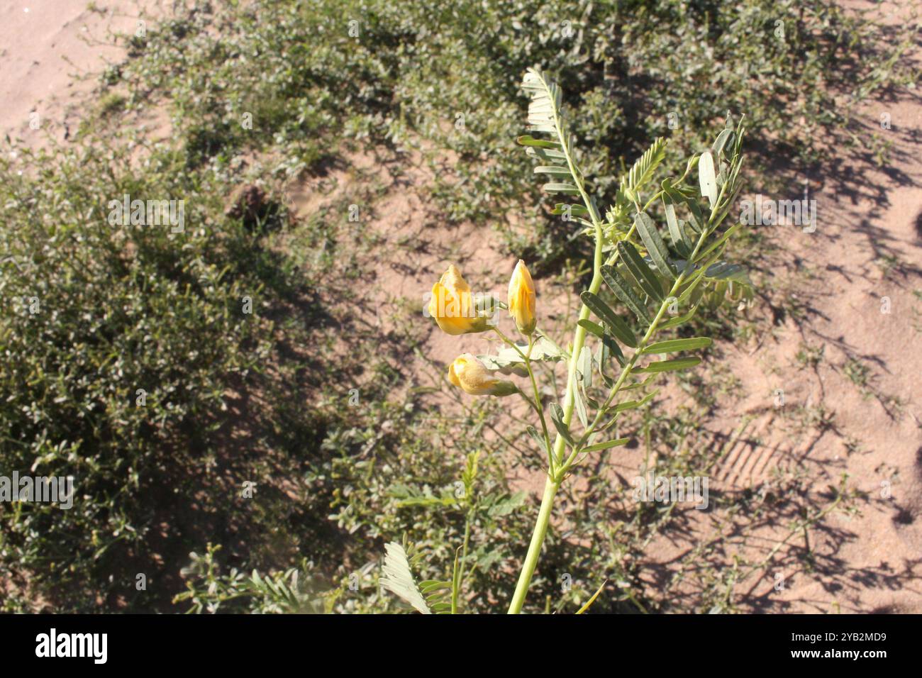 bigpod sesbania (Sesbania herbacea) Plantae Stock Photo - Alamy
