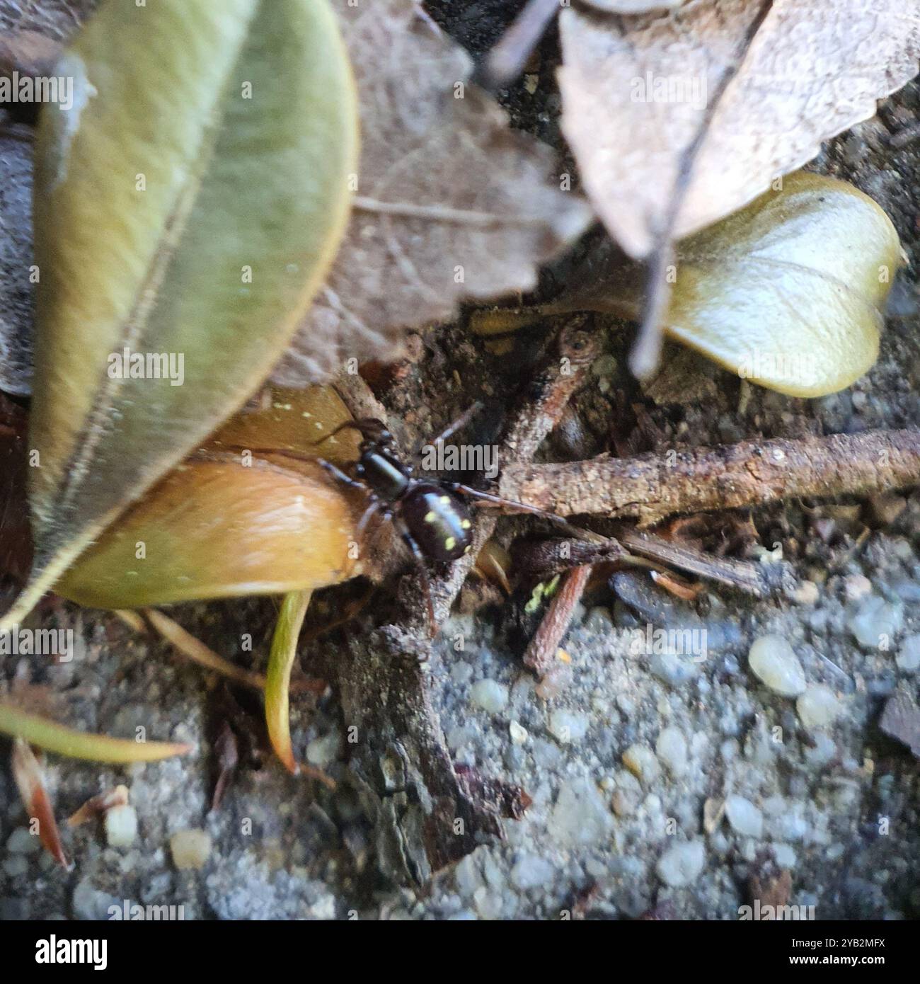 Ant-eating Spiders (Zodariidae) Arachnida Stock Photo - Alamy