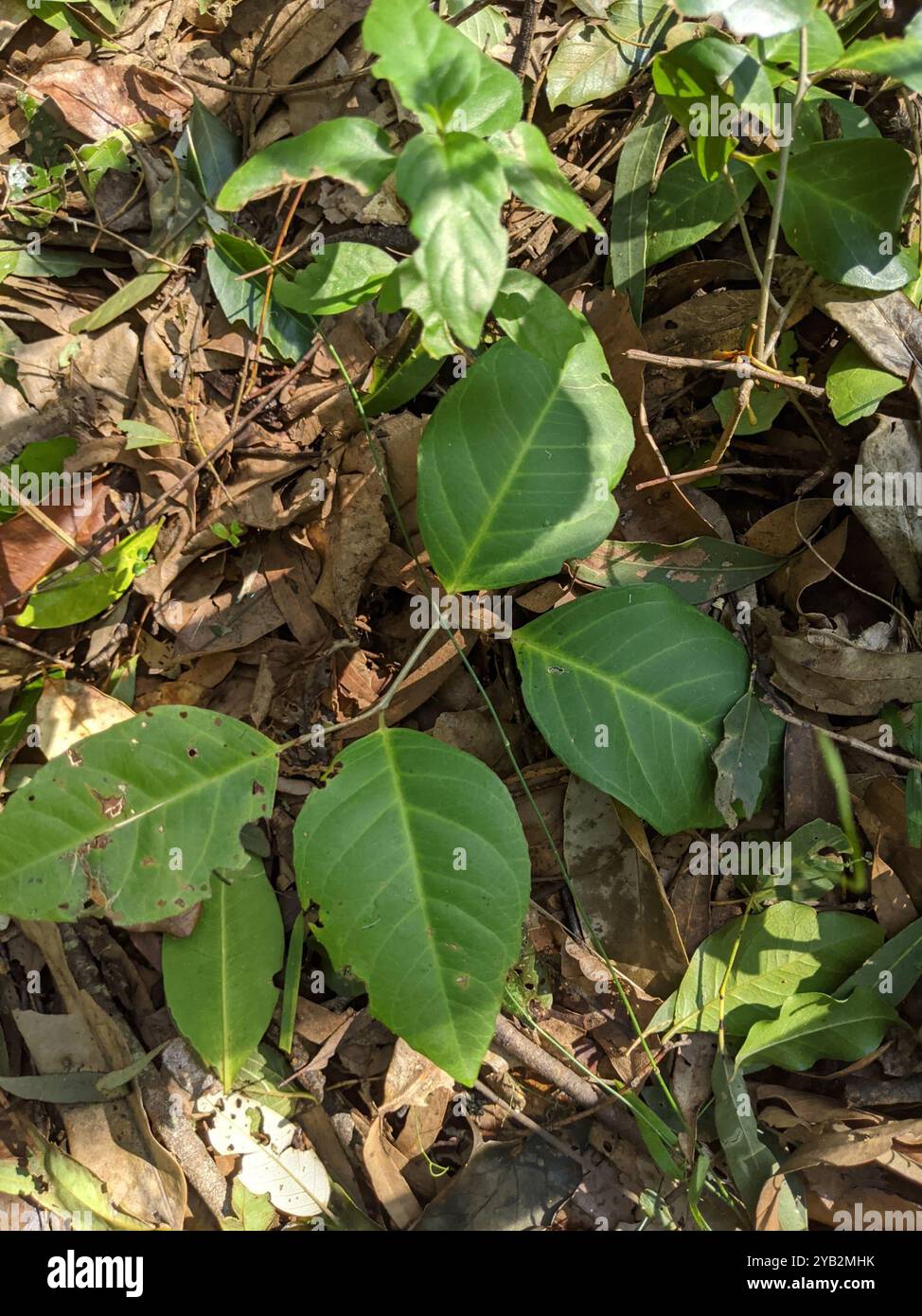 Embelia (Embelia australiana) Plantae Stock Photo - Alamy