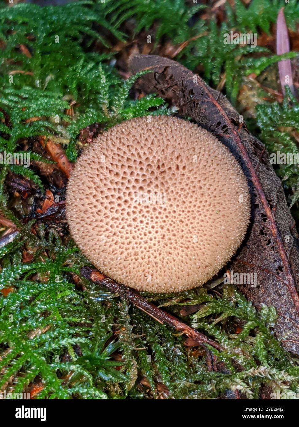 puffballs (Lycoperdaceae) Fungi Stock Photo - Alamy
