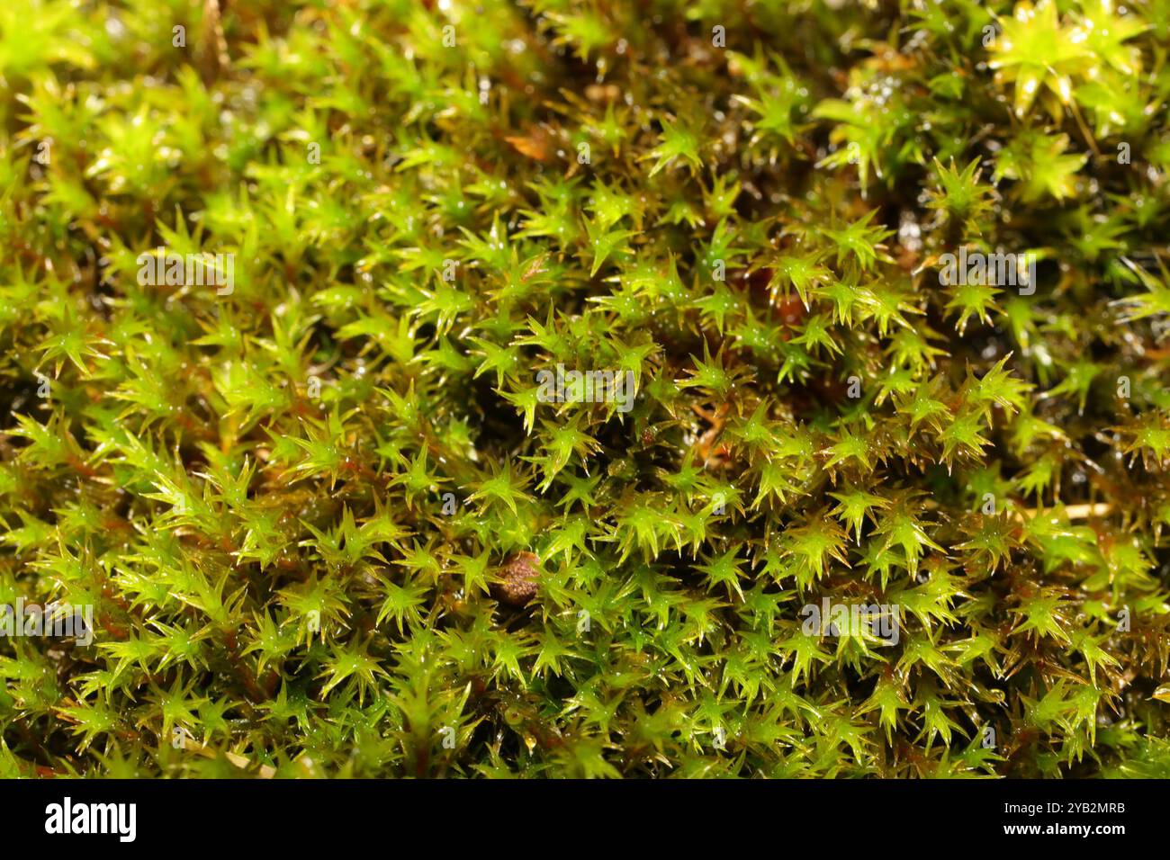 Star Moss (Syntrichia ruralis) Plantae Stock Photo - Alamy