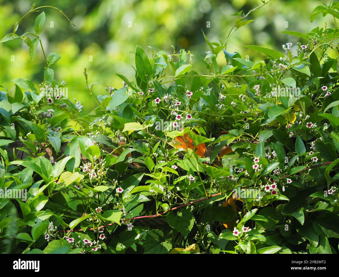 skunk vine (Paederia foetida) Plantae Stock Photo - Alamy