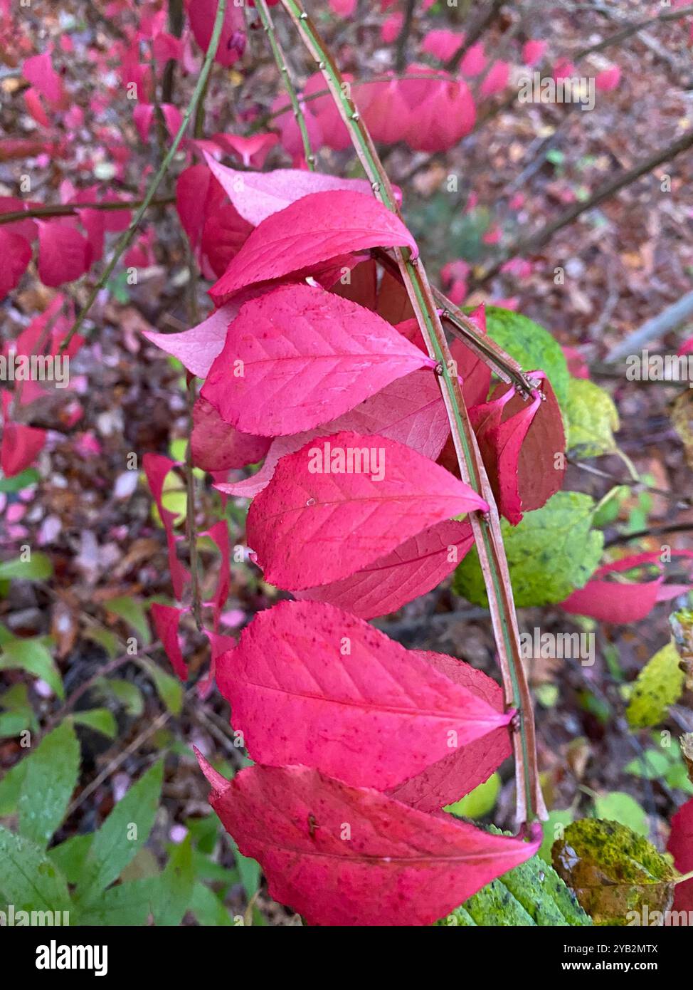 winged euonymus (Euonymus alatus) Plantae Stock Photo - Alamy