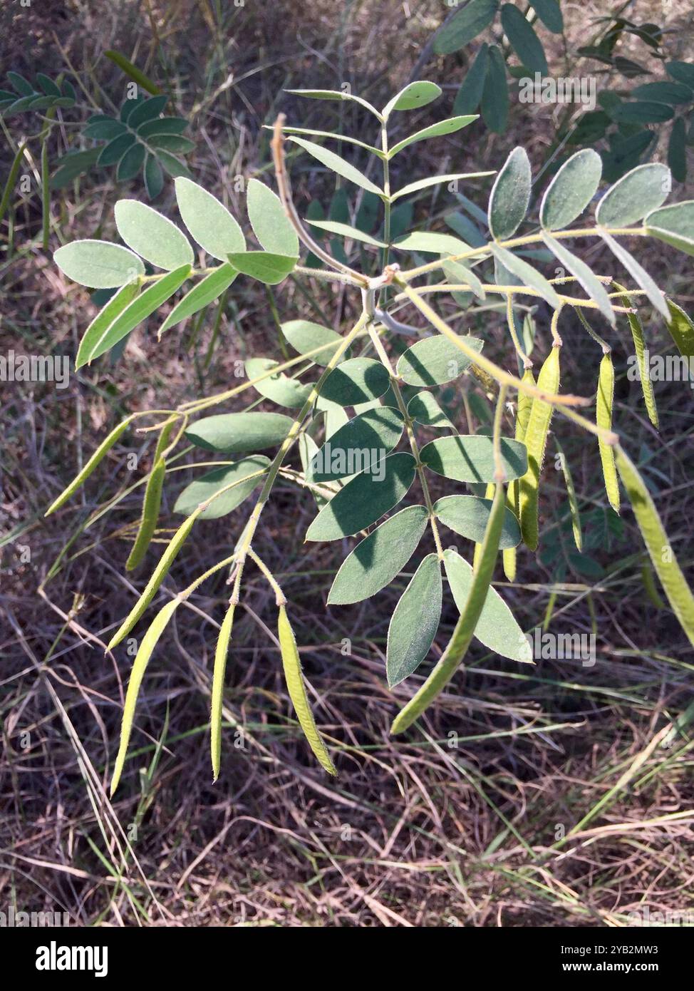 Lindheimer's Senna (Senna lindheimeriana) Plantae Stock Photo - Alamy