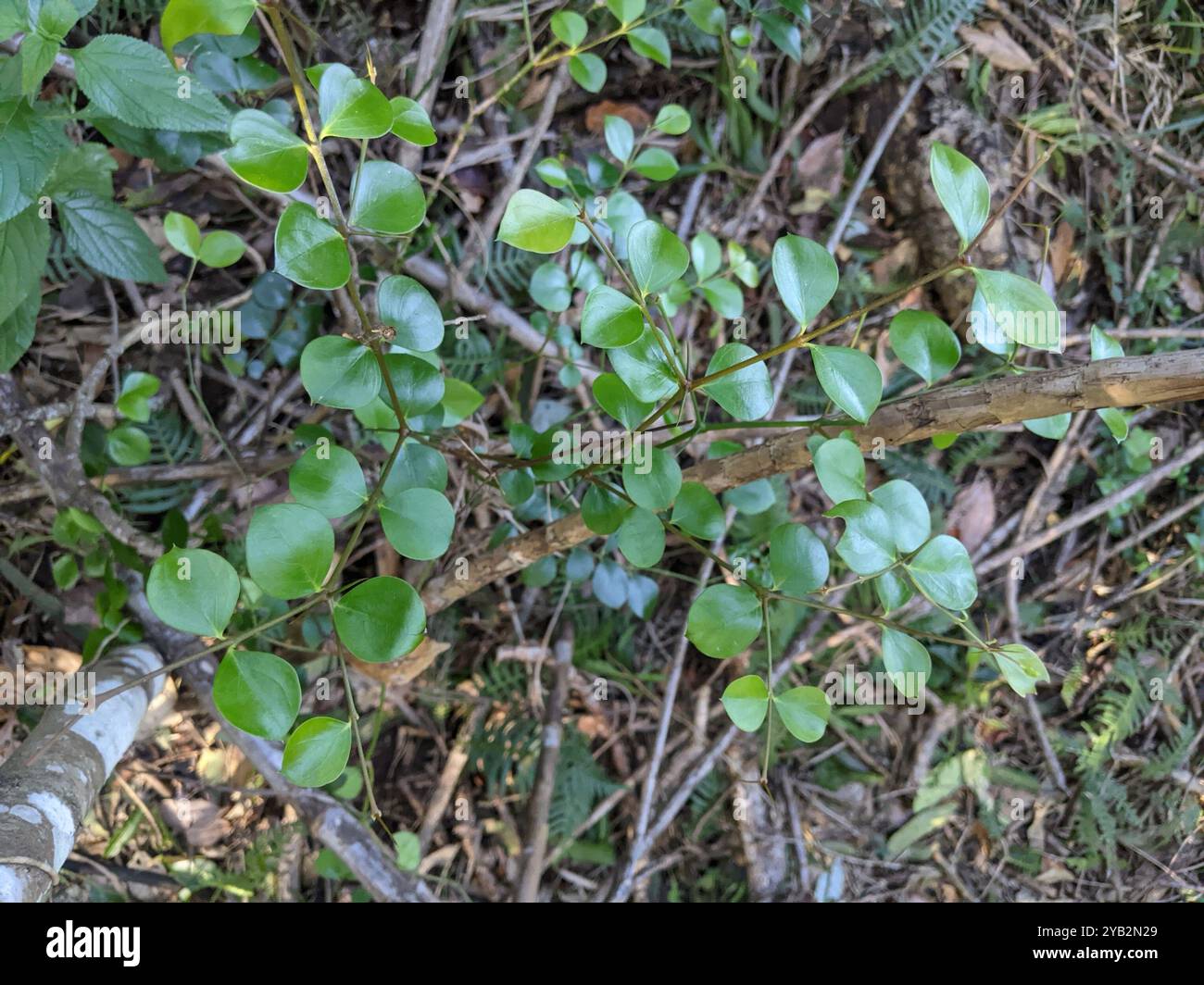 conkerberry (Carissa ovata) Plantae Stock Photo - Alamy