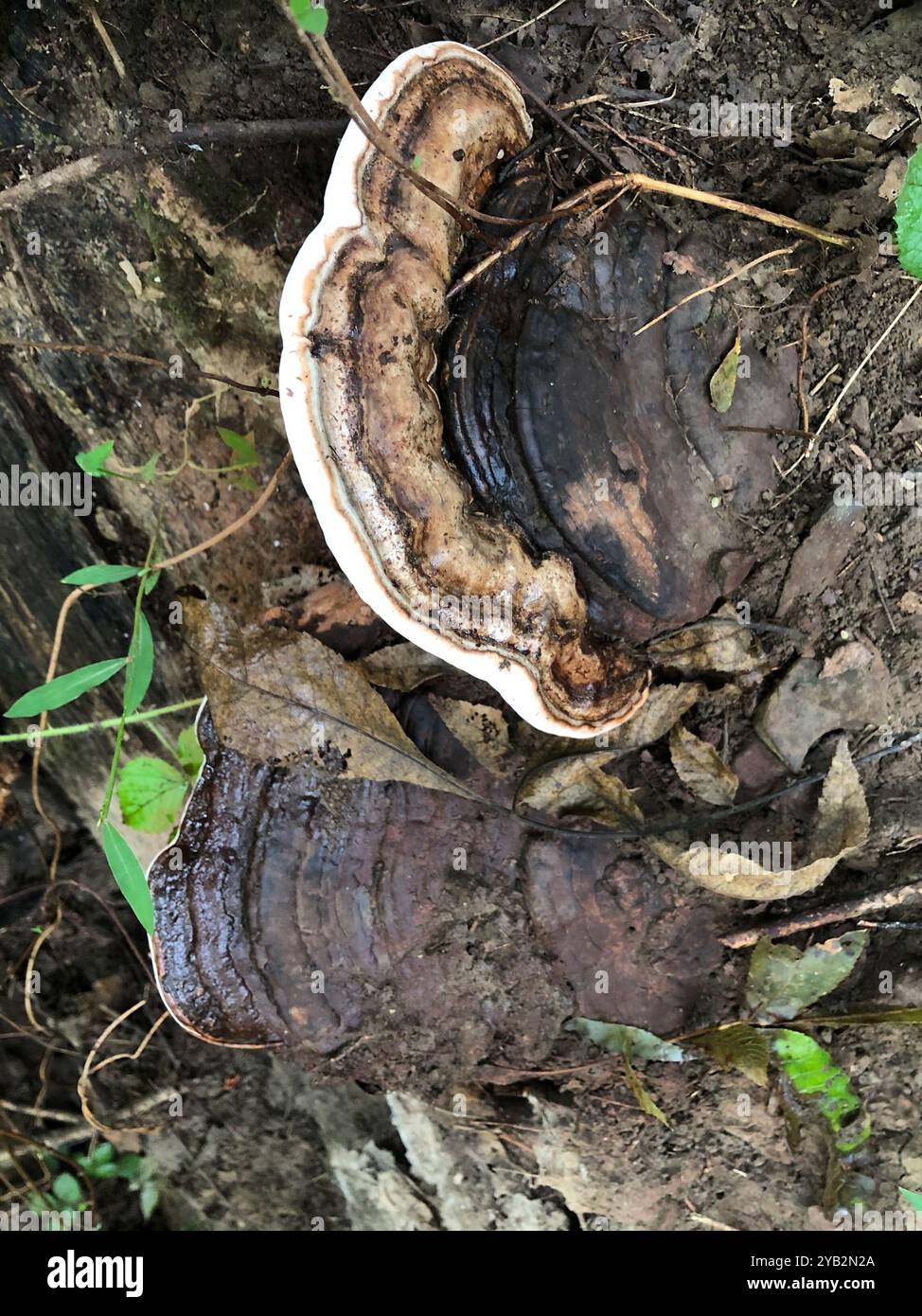 artist's bracket (Ganoderma applanatum) Fungi Stock Photo - Alamy
