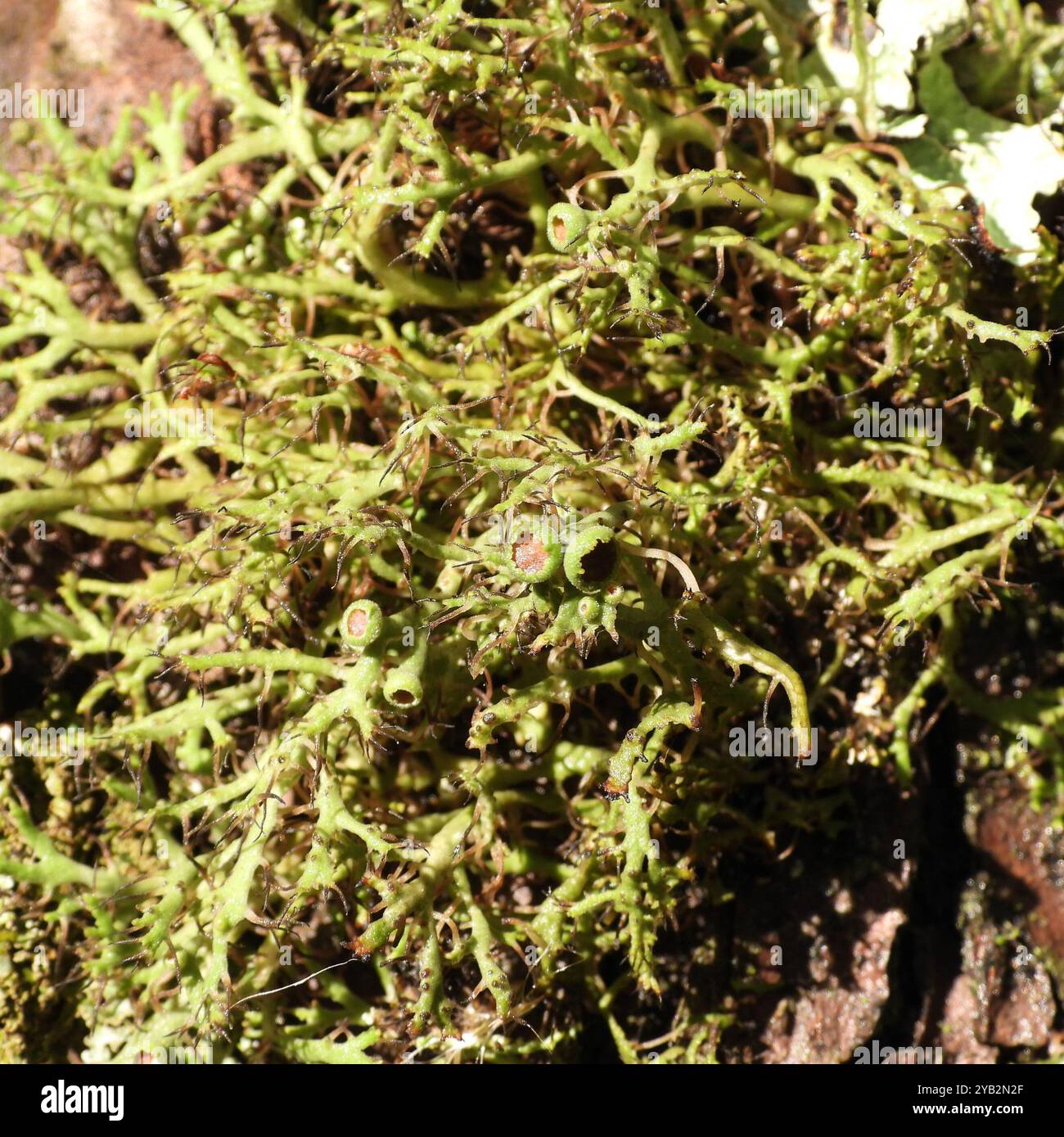 Great Ciliated Lichen (Anaptychia ciliaris) Fungi Stock Photo - Alamy