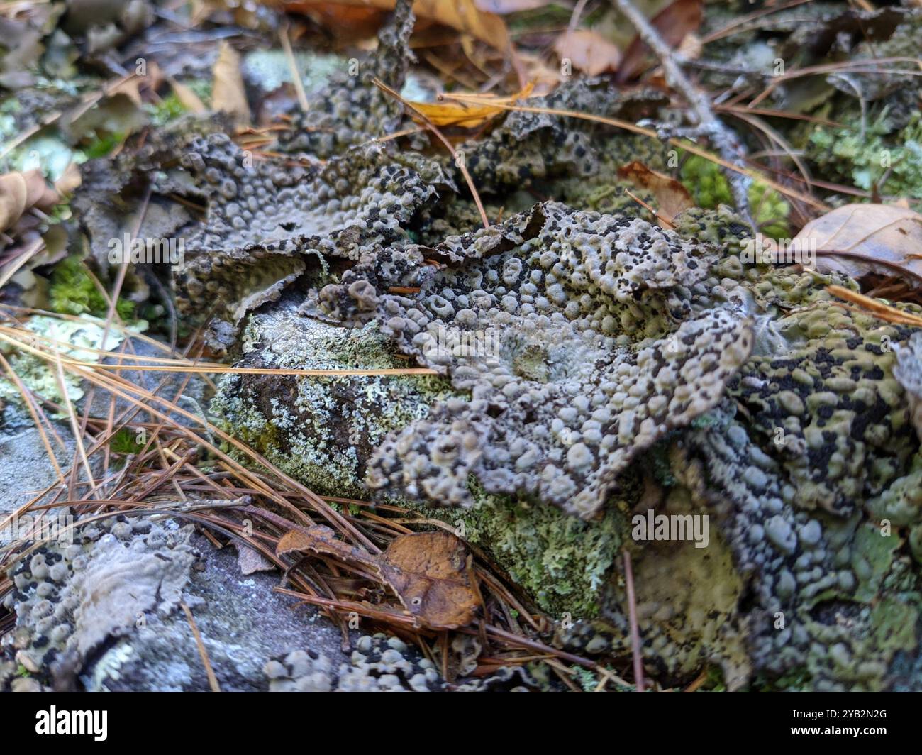 Common Toadskin Lichen (Lasallia papulosa) Fungi Stock Photo - Alamy