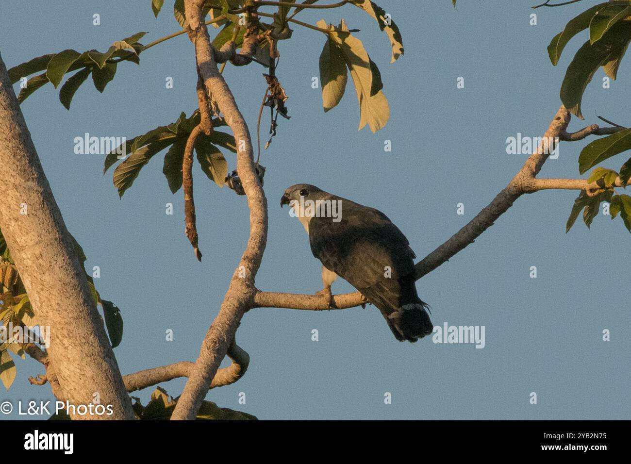 Gray-headed Kite (Leptodon cayanensis) Aves Stock Photo - Alamy