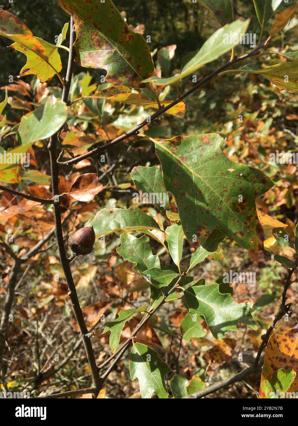bear oak (Quercus ilicifolia) Plantae Stock Photo - Alamy