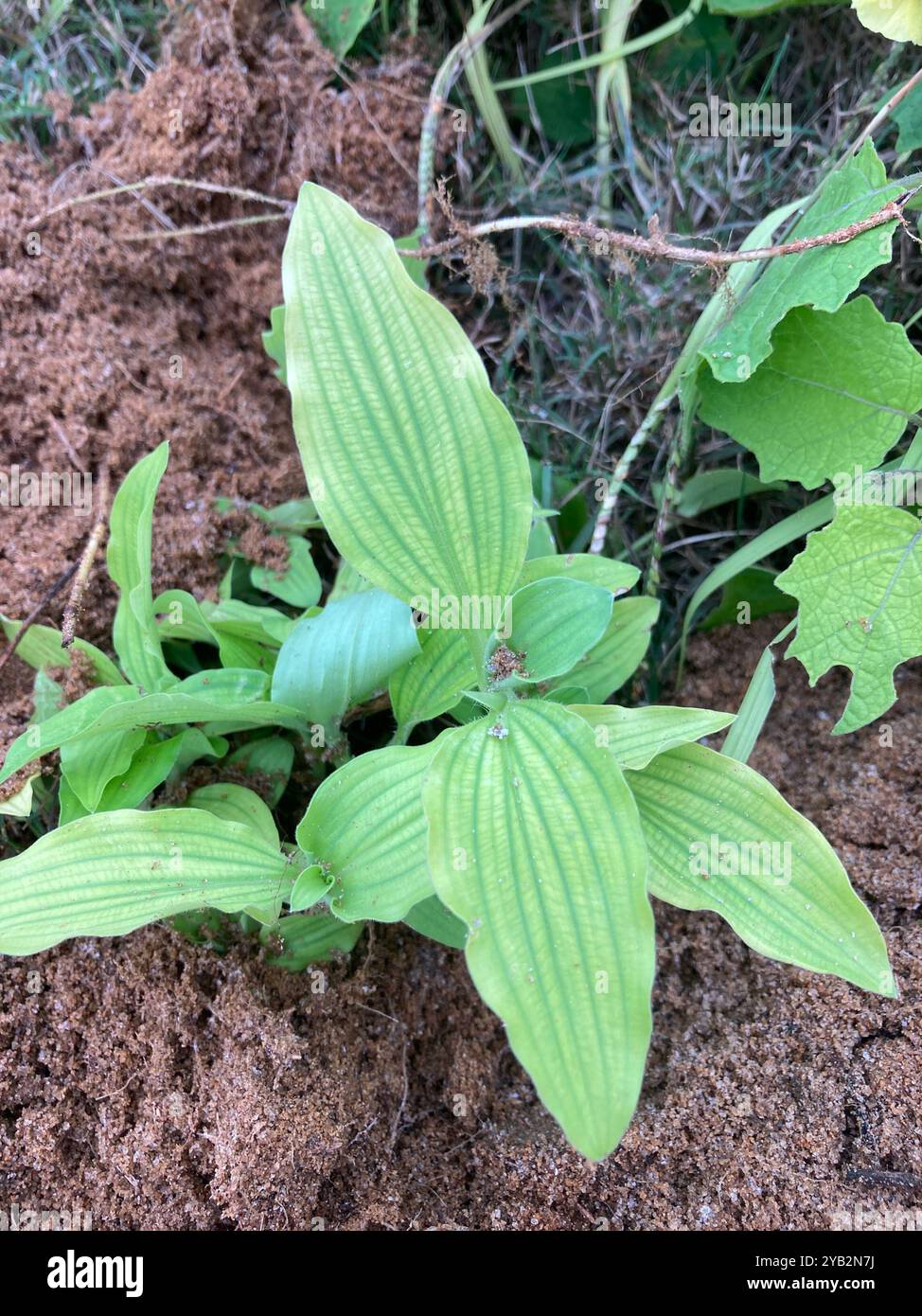 flowering plants (Angiospermae) Plantae Stock Photo - Alamy