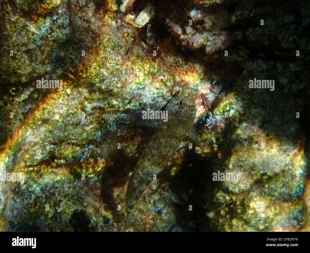 Incognito Goby (Gobius incognitus) Actinopterygii Stock Photo - Alamy