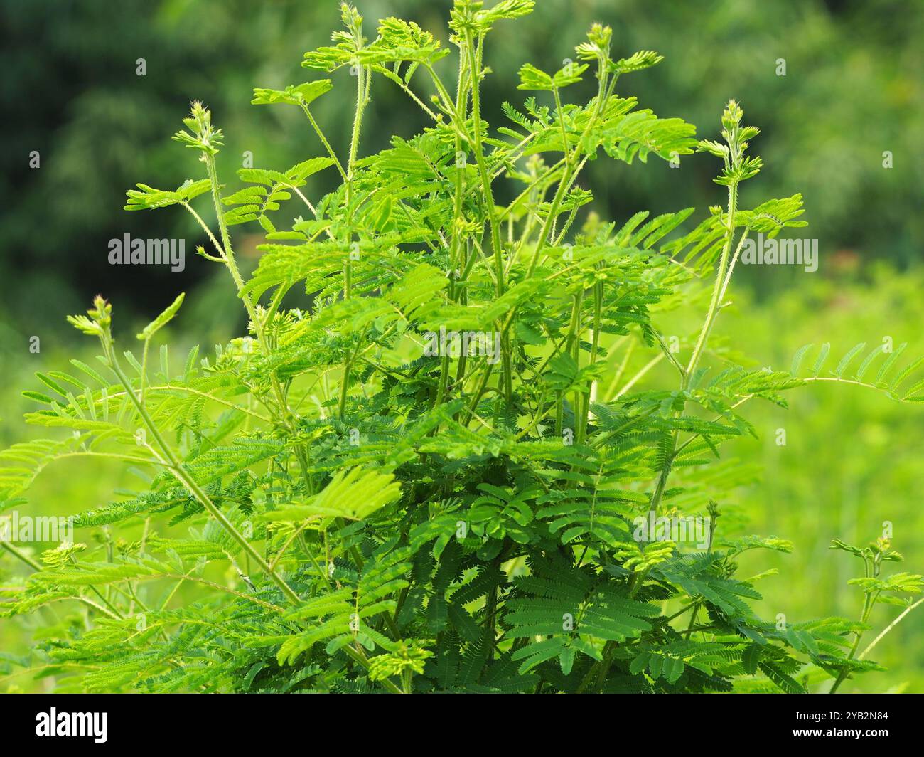 giant false sensitive plant (Mimosa diplotricha) Plantae Stock Photo ...
