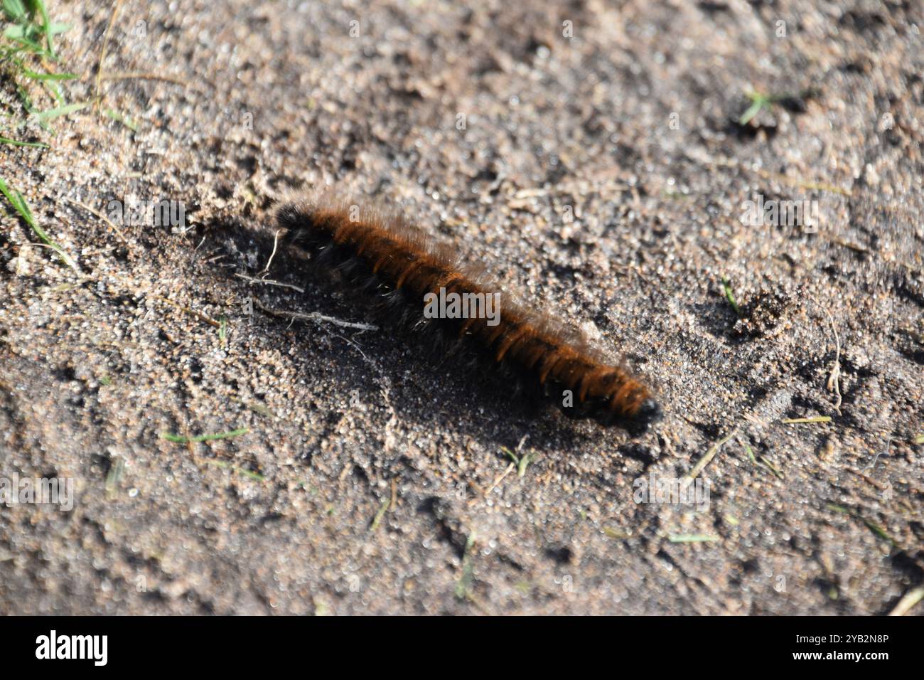 Fox Moth (Macrothylacia rubi) Insecta Stock Photo - Alamy