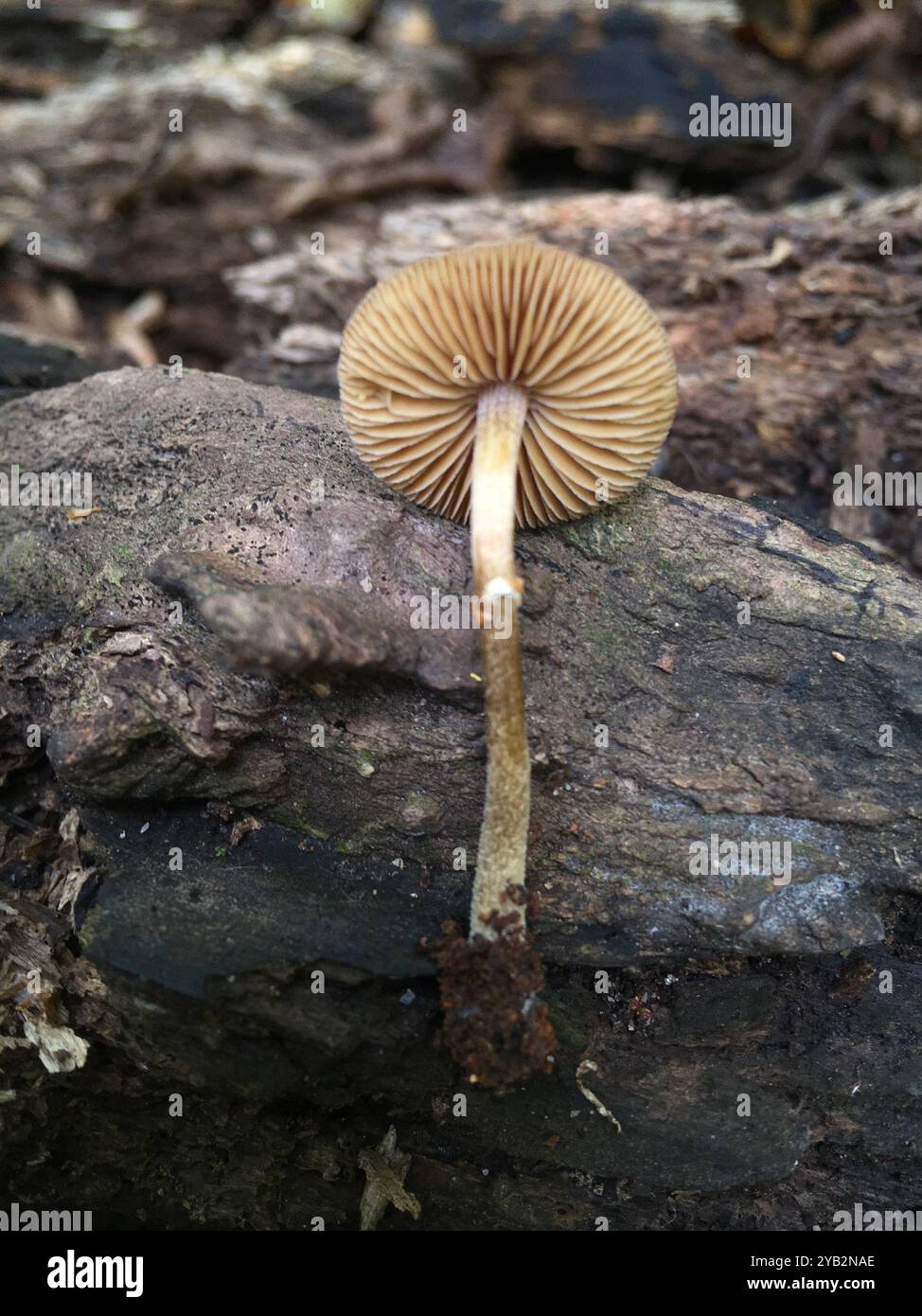 Pholiotina rugosa hi-res stock photography and images - Alamy