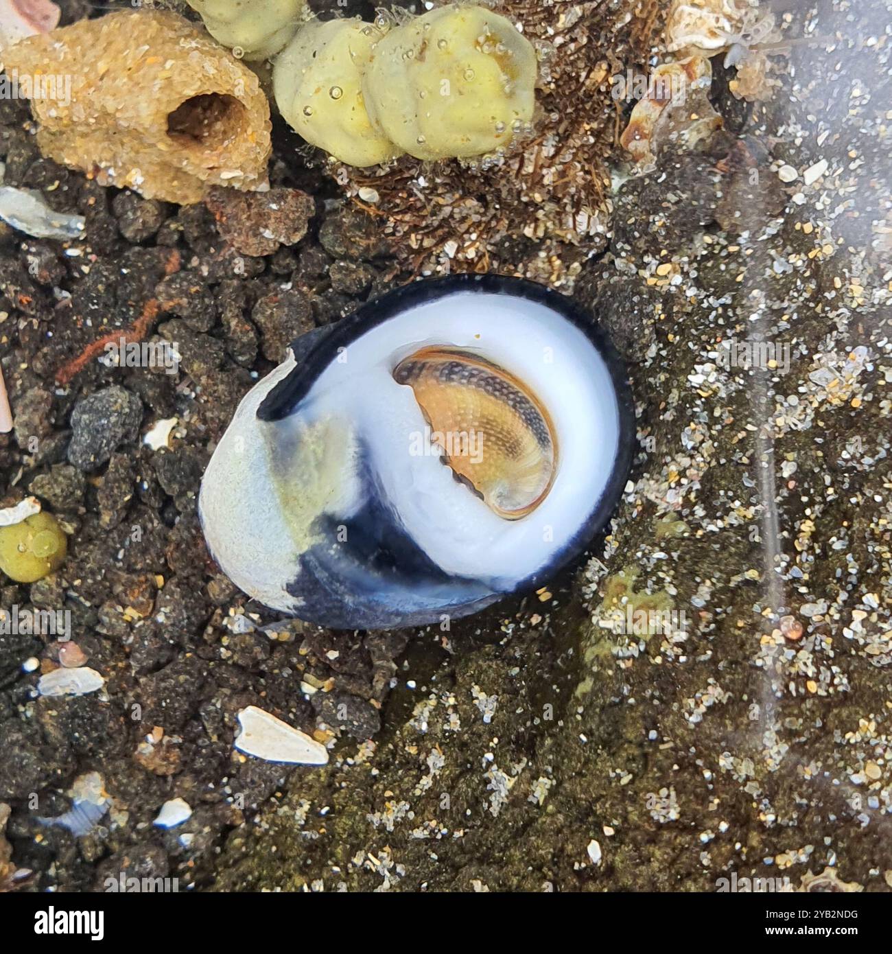 Black nerite (Nerita melanotragus) Mollusca Stock Photo - Alamy