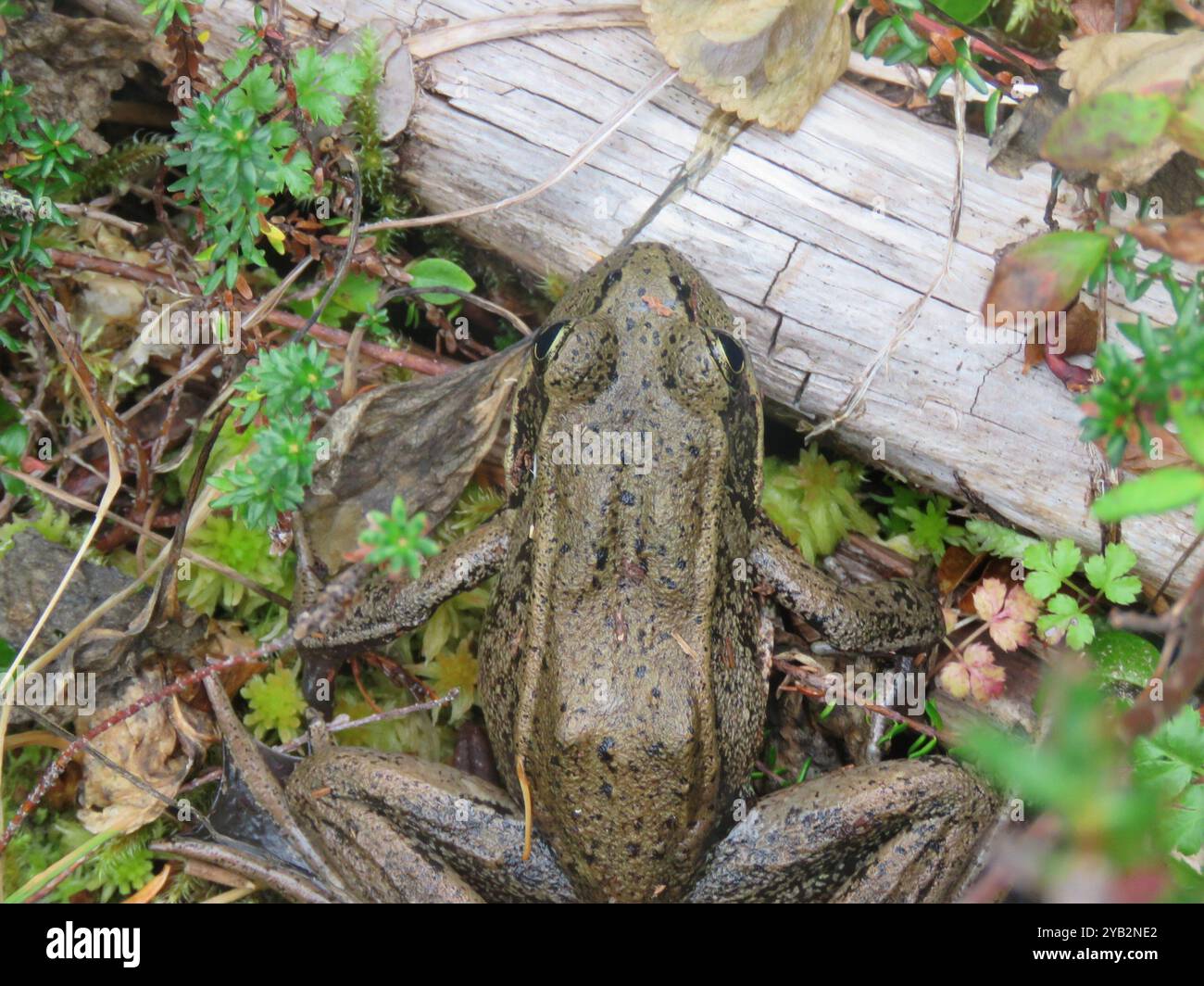 Northern Red-legged Frog (Rana aurora) Amphibia Stock Photo - Alamy