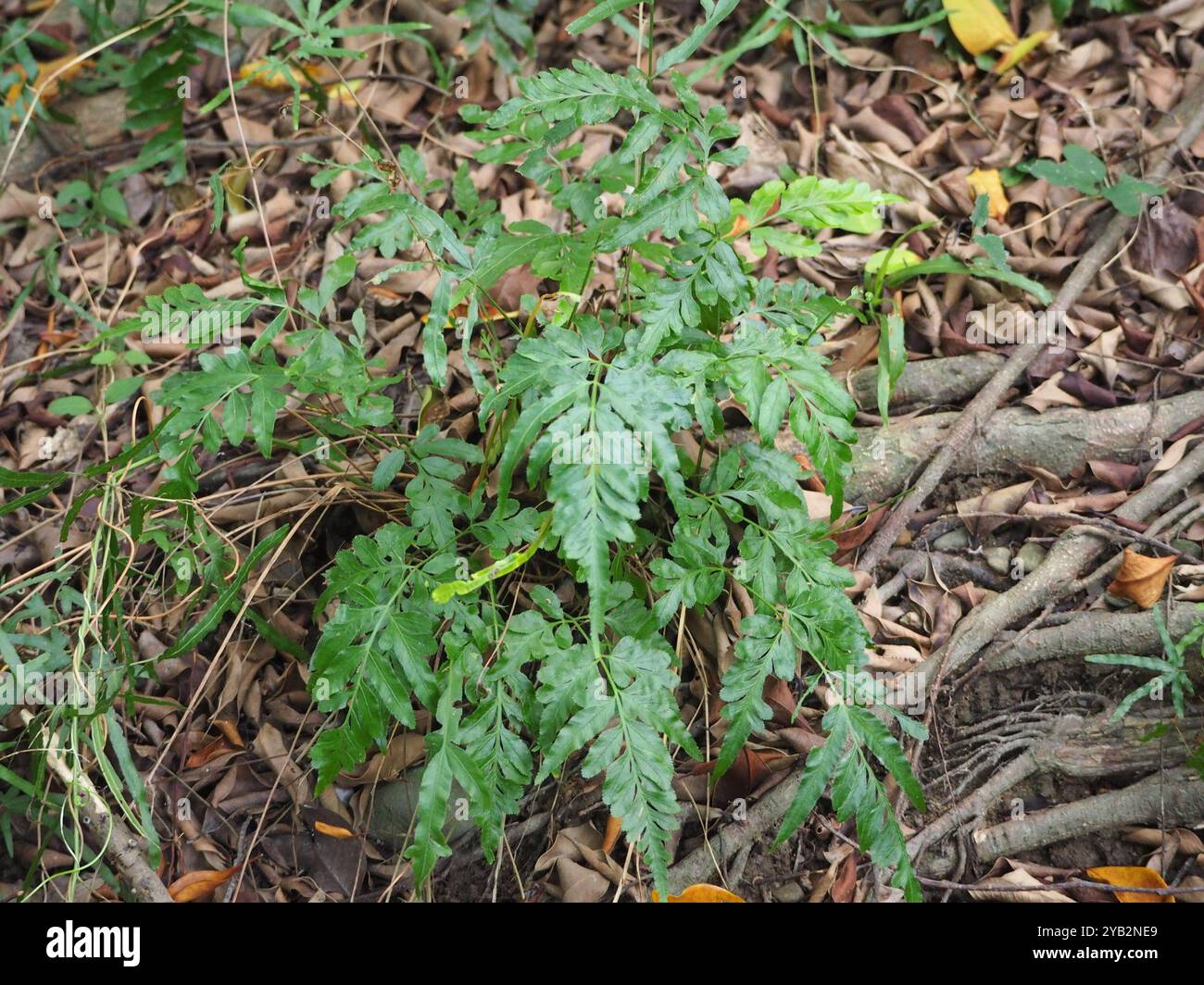 Semi-pinnated Brake (Pteris semipinnata) Plantae Stock Photo - Alamy