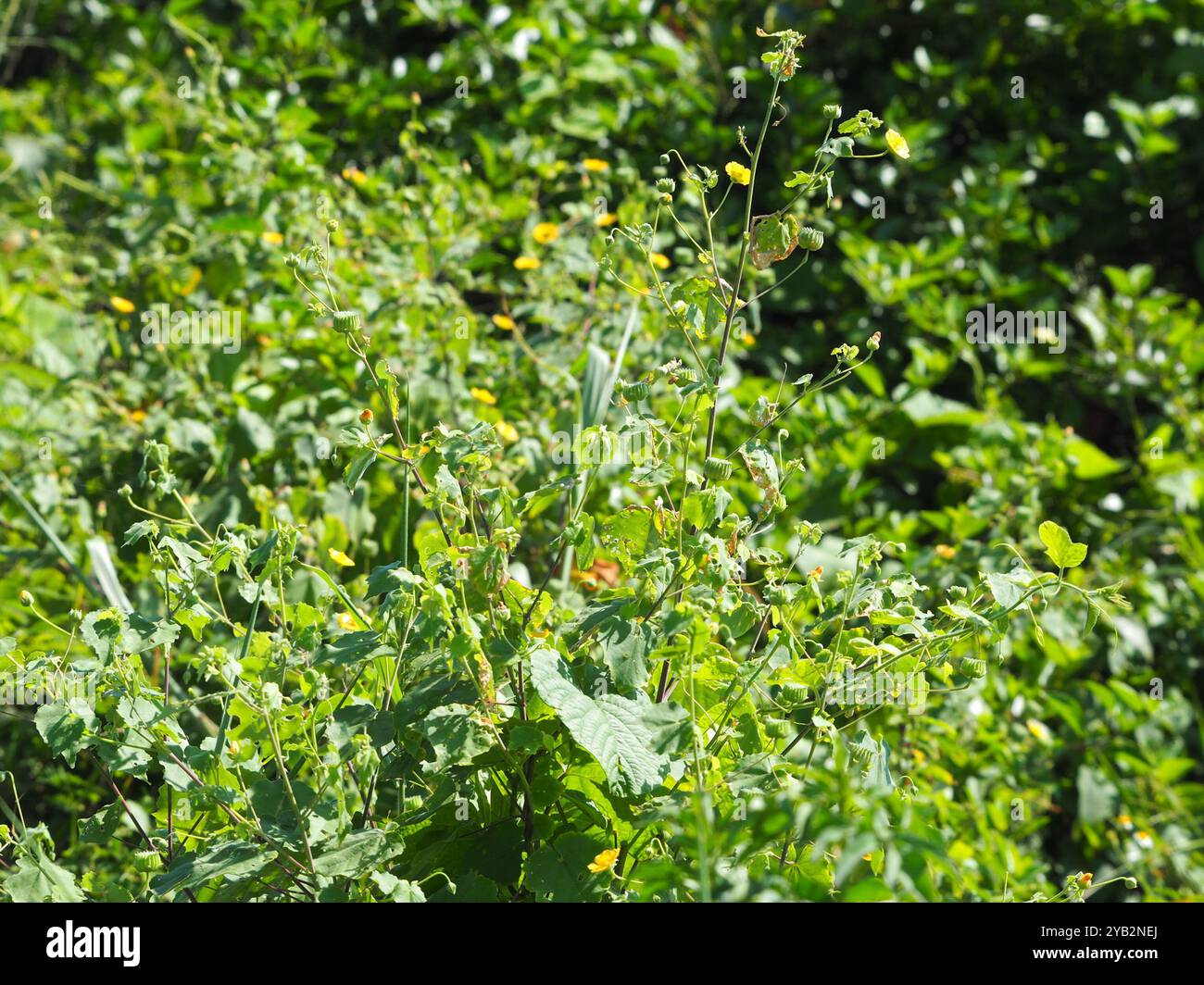 Indian Mallow (Abutilon indicum) Plantae Stock Photo - Alamy