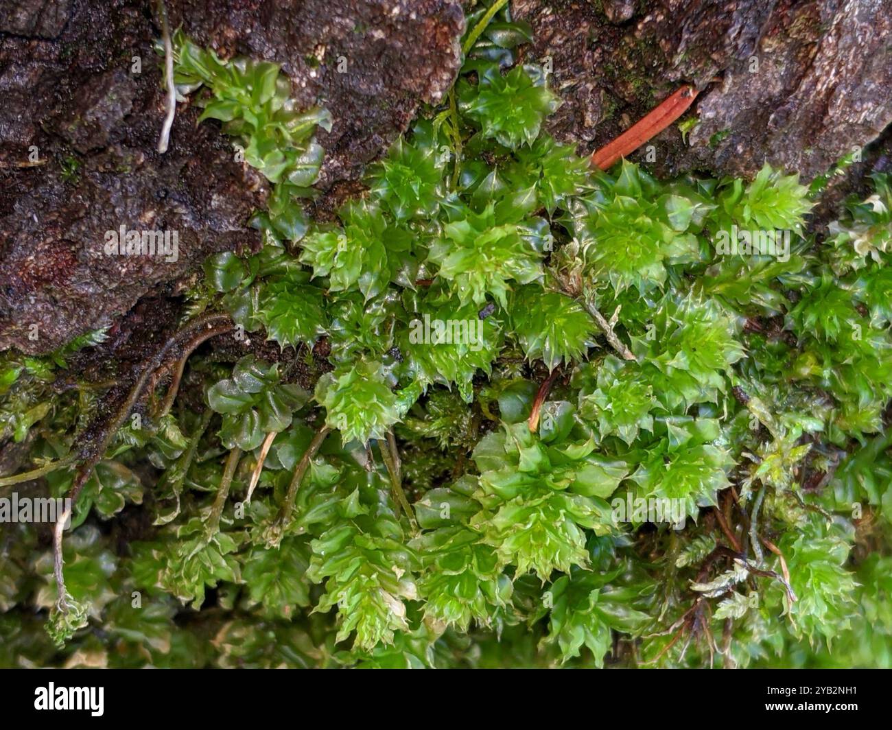 magnificent leafy moss (Plagiomnium venustum) Plantae Stock Photo - Alamy