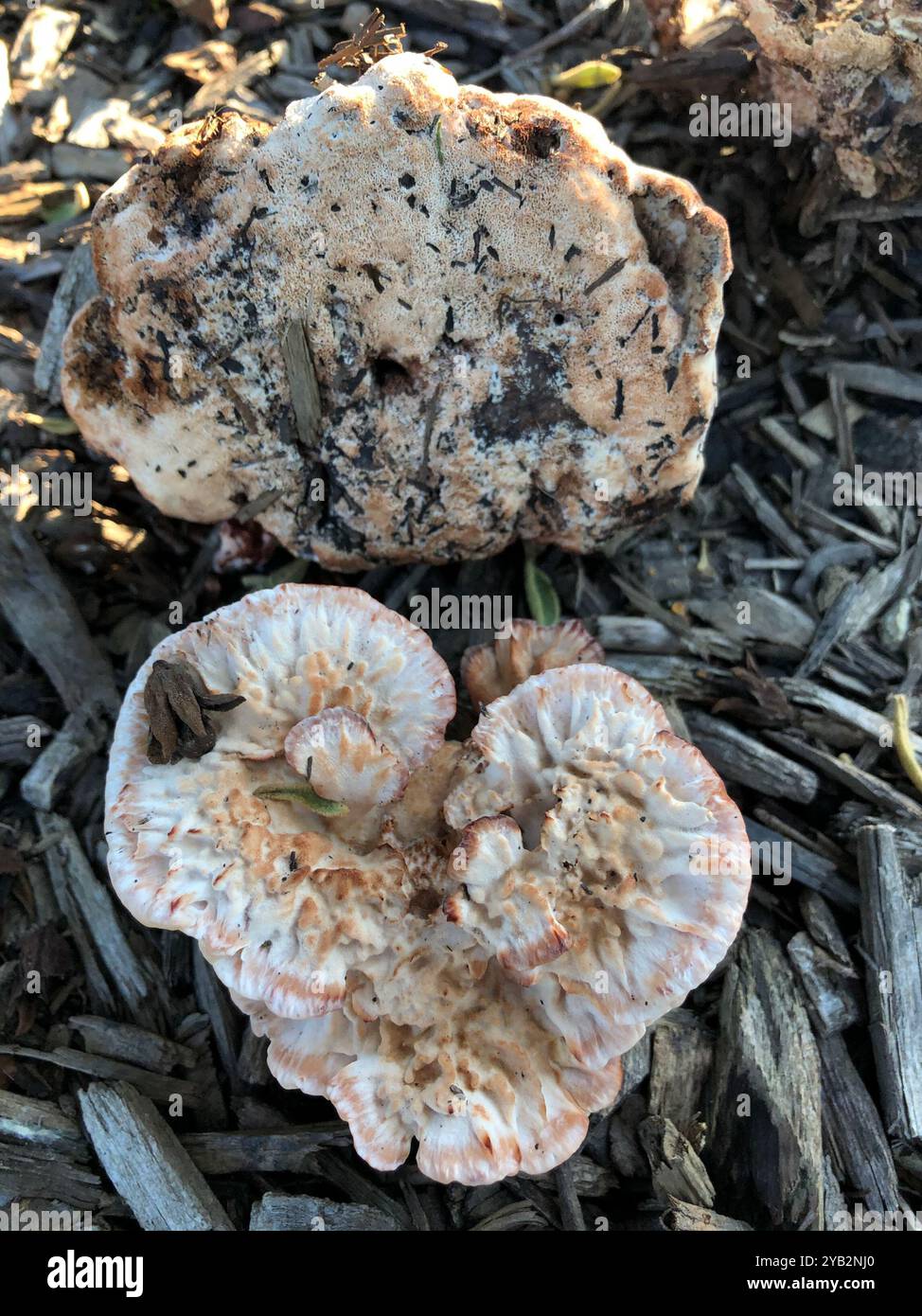 Blushing Rosette (Abortiporus biennis) Fungi Stock Photo - Alamy