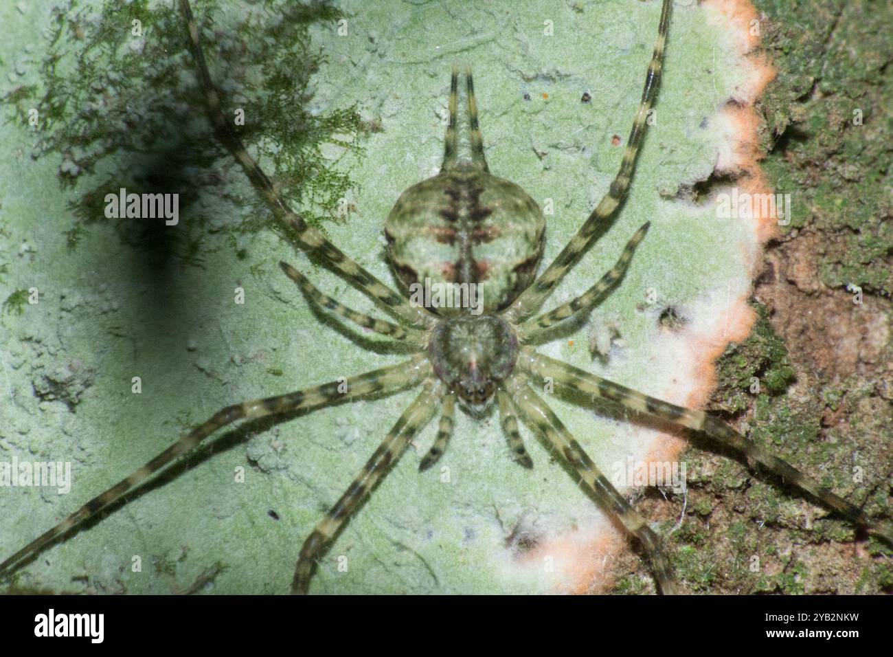 Two-tailed Spiders (Hersiliidae) Arachnida Stock Photo - Alamy