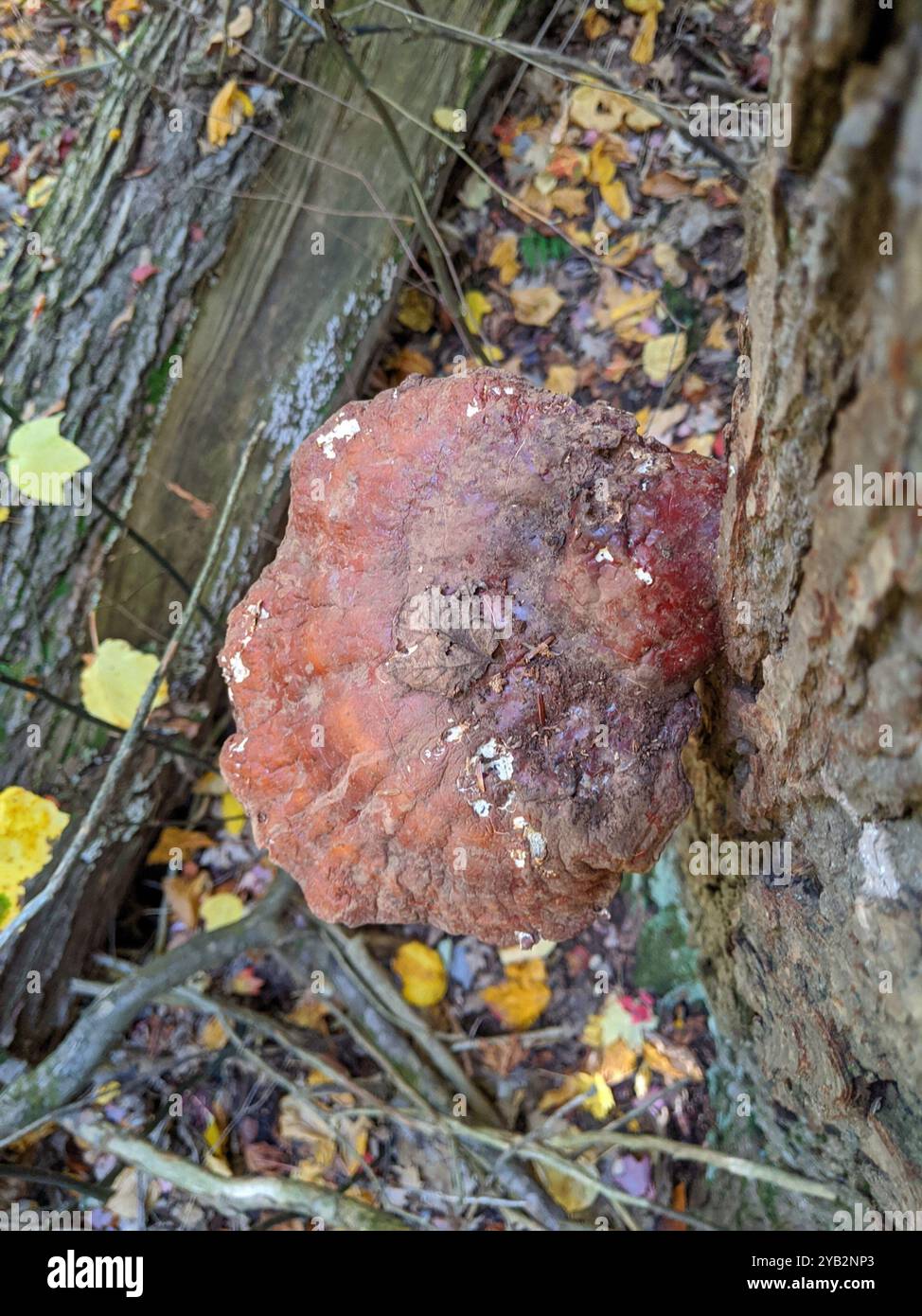 hemlock varnish shelf (Ganoderma tsugae) Fungi Stock Photo - Alamy