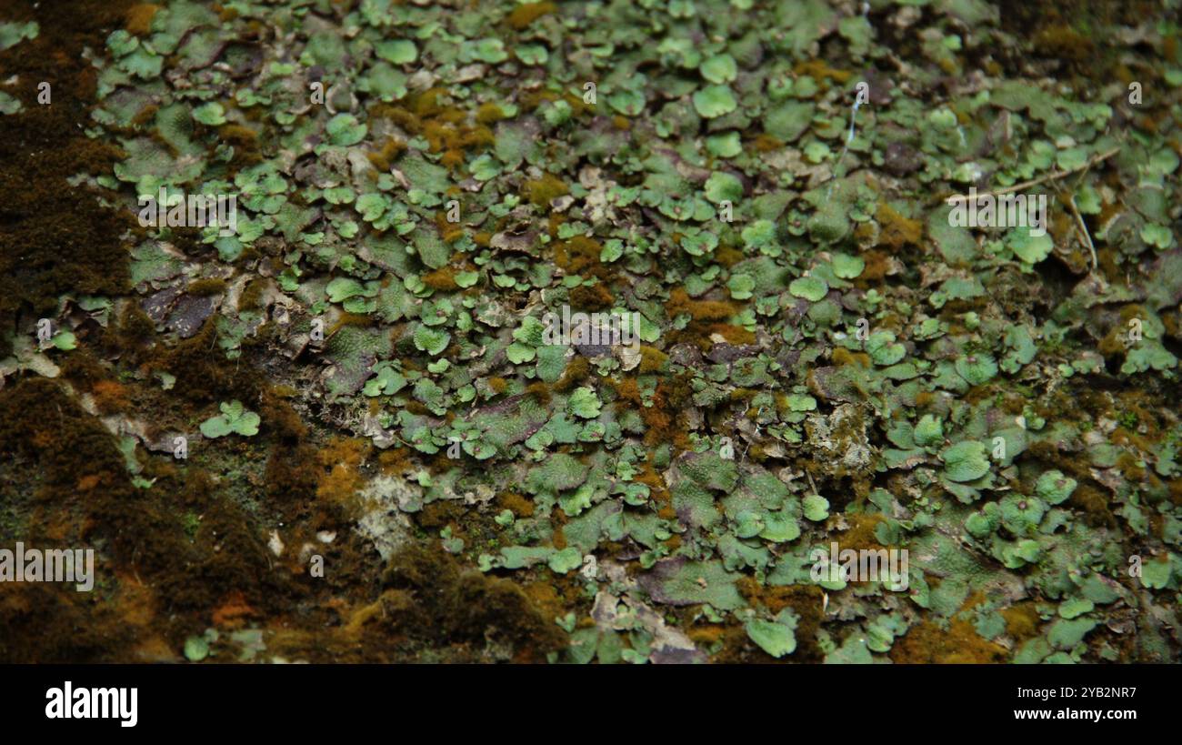 Hemisphaeric Liverwort (Reboulia hemisphaerica) Plantae Stock Photo - Alamy