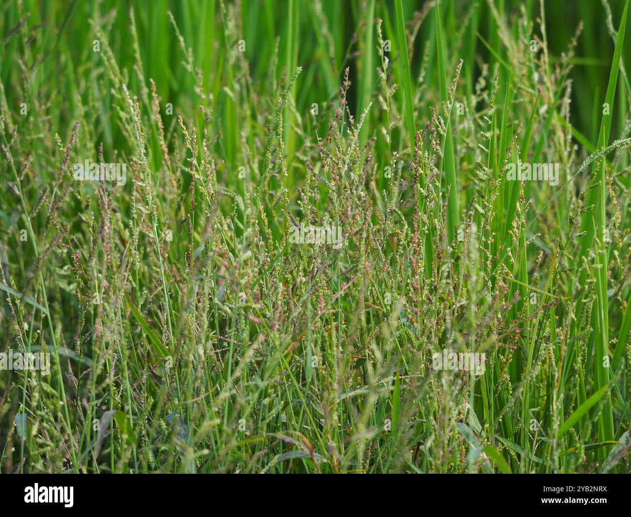 Jungle Rice (Echinochloa colonum) Plantae Stock Photo - Alamy