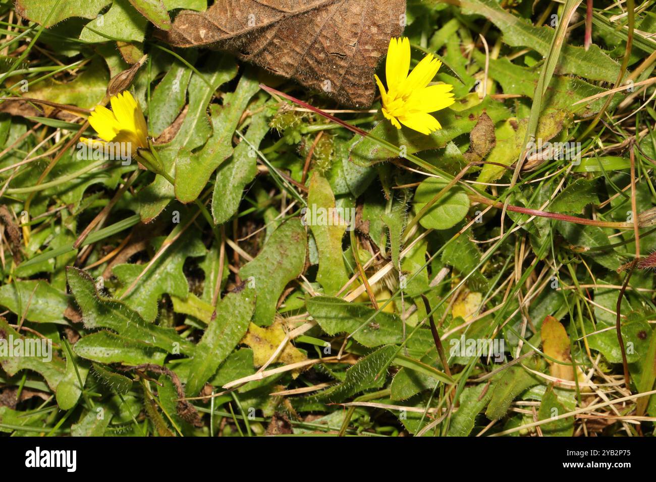 Lesser Hawkbit (Leontodon saxatilis saxatilis) Plantae Stock Photo - Alamy