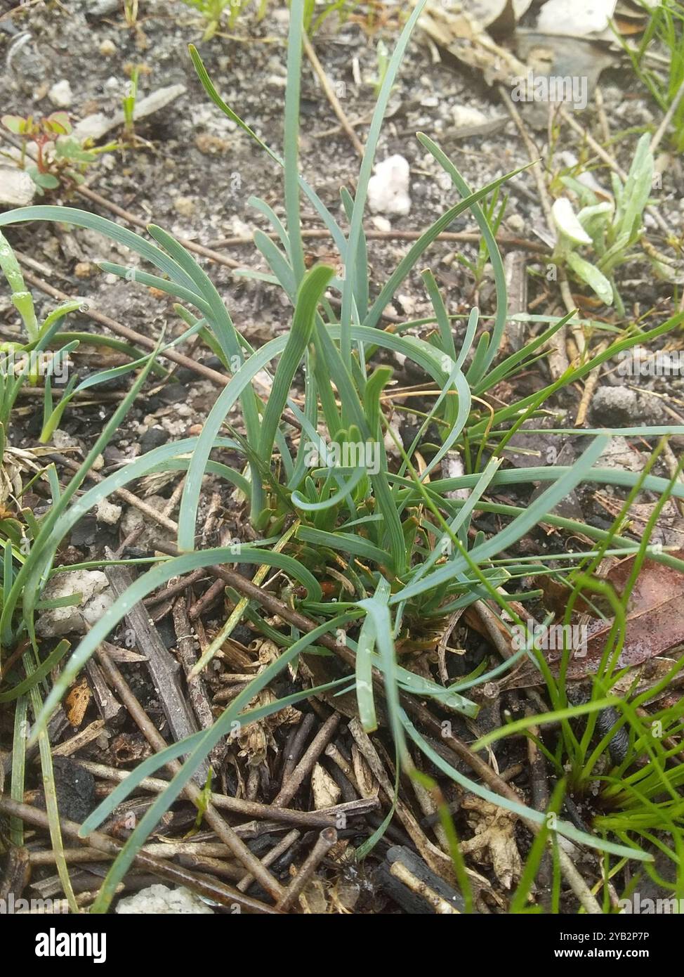 dwarf mat-rush (Lomandra nana) Plantae Stock Photo - Alamy