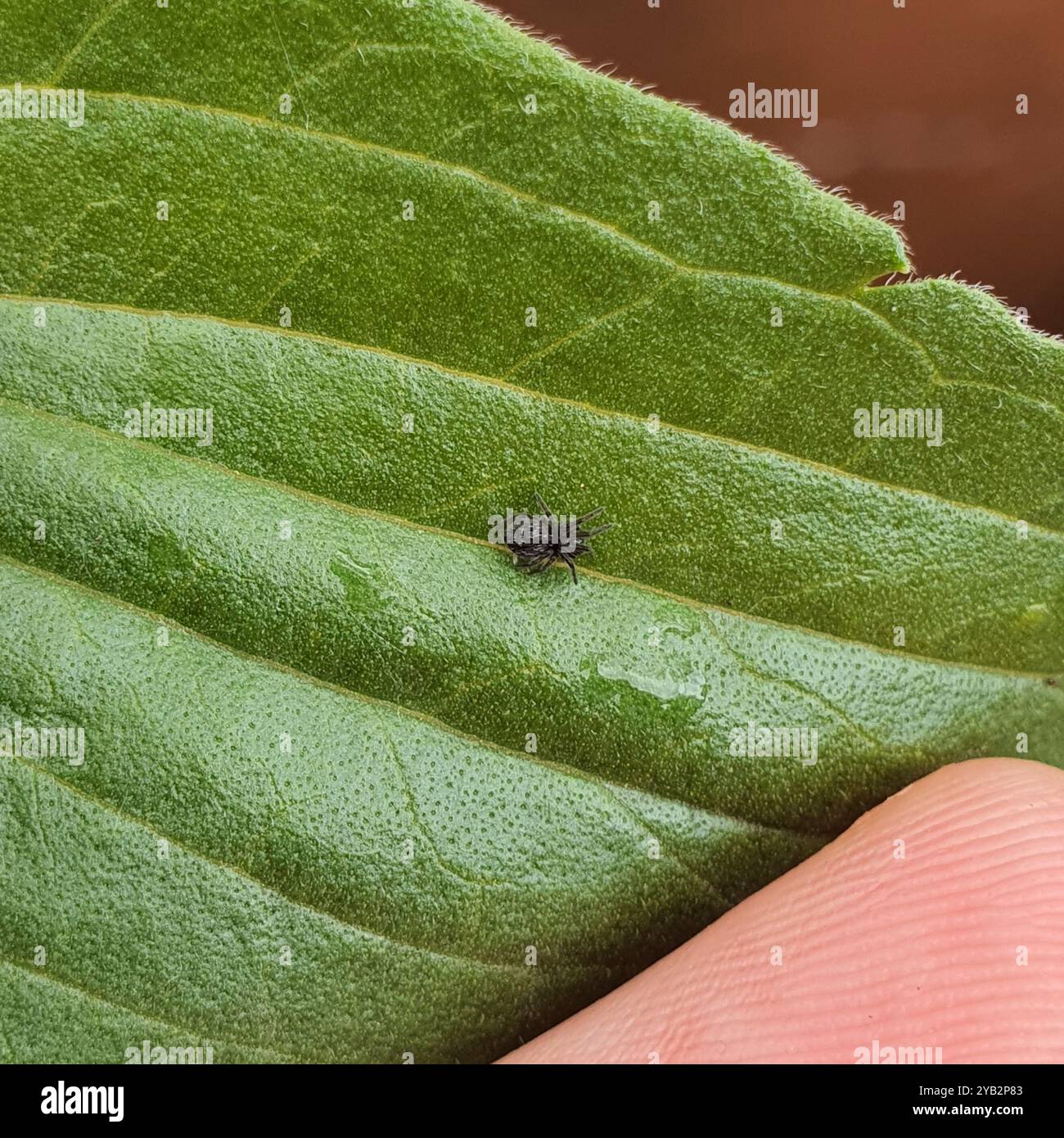 House Spiders (Badumna) Arachnida Stock Photo - Alamy