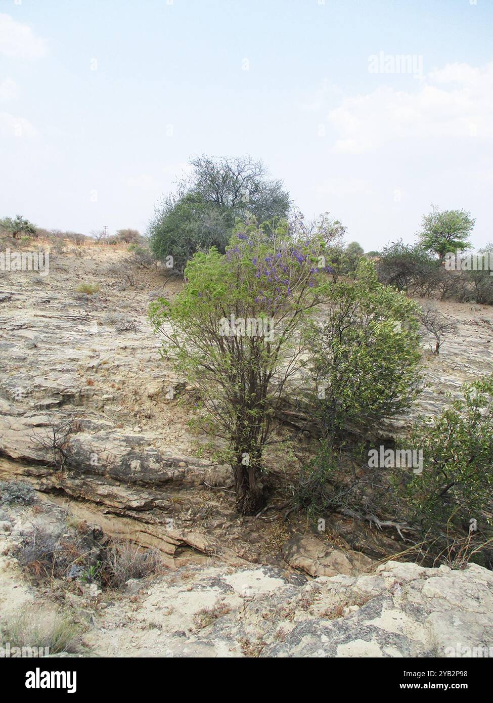 Tree-wisteria (Bolusanthus speciosus) Plantae Stock Photo - Alamy