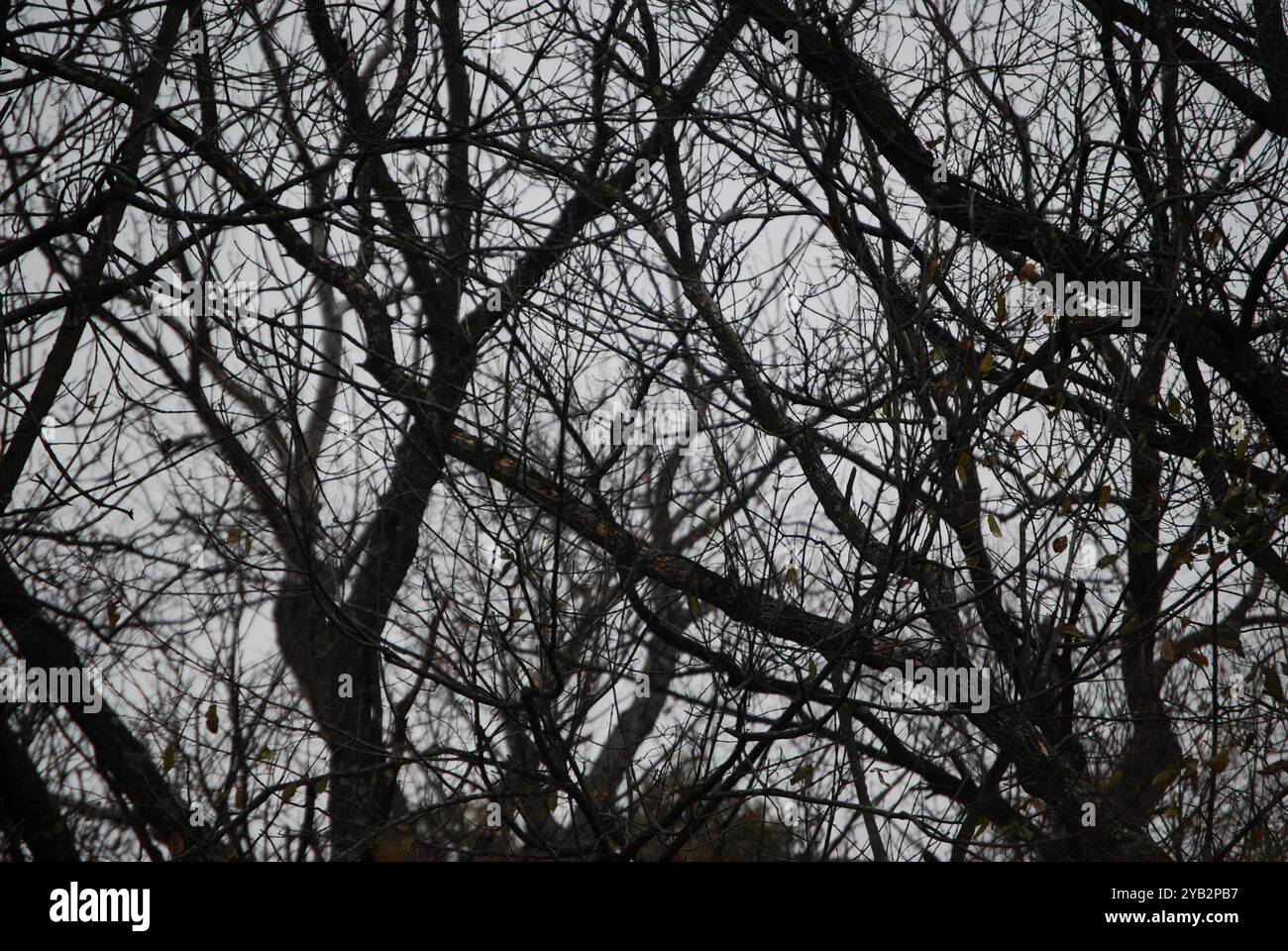 Dryobates Woodpeckers (Dryobates) Aves Stock Photo - Alamy