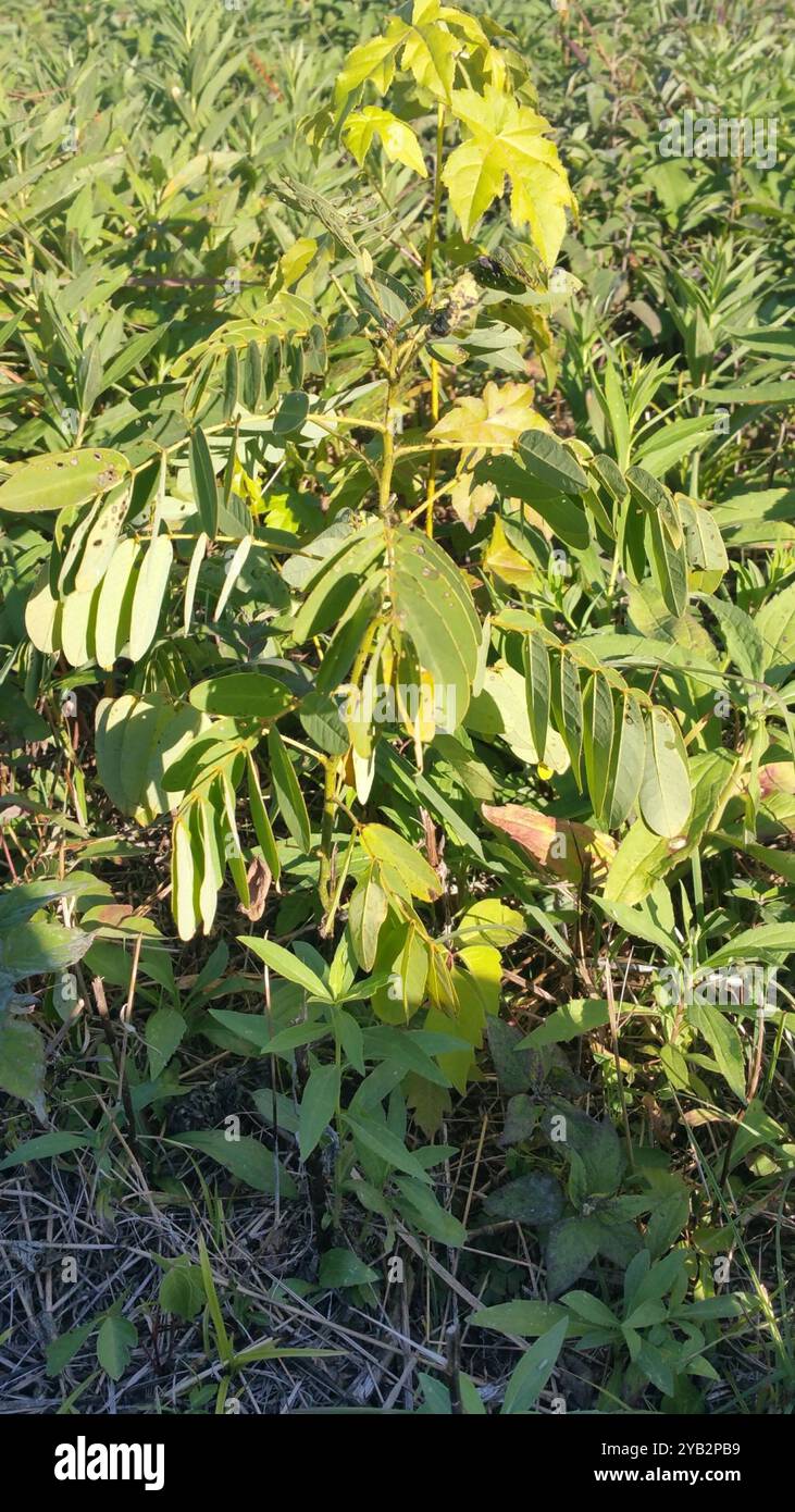 American senna (Senna hebecarpa) Plantae Stock Photo - Alamy