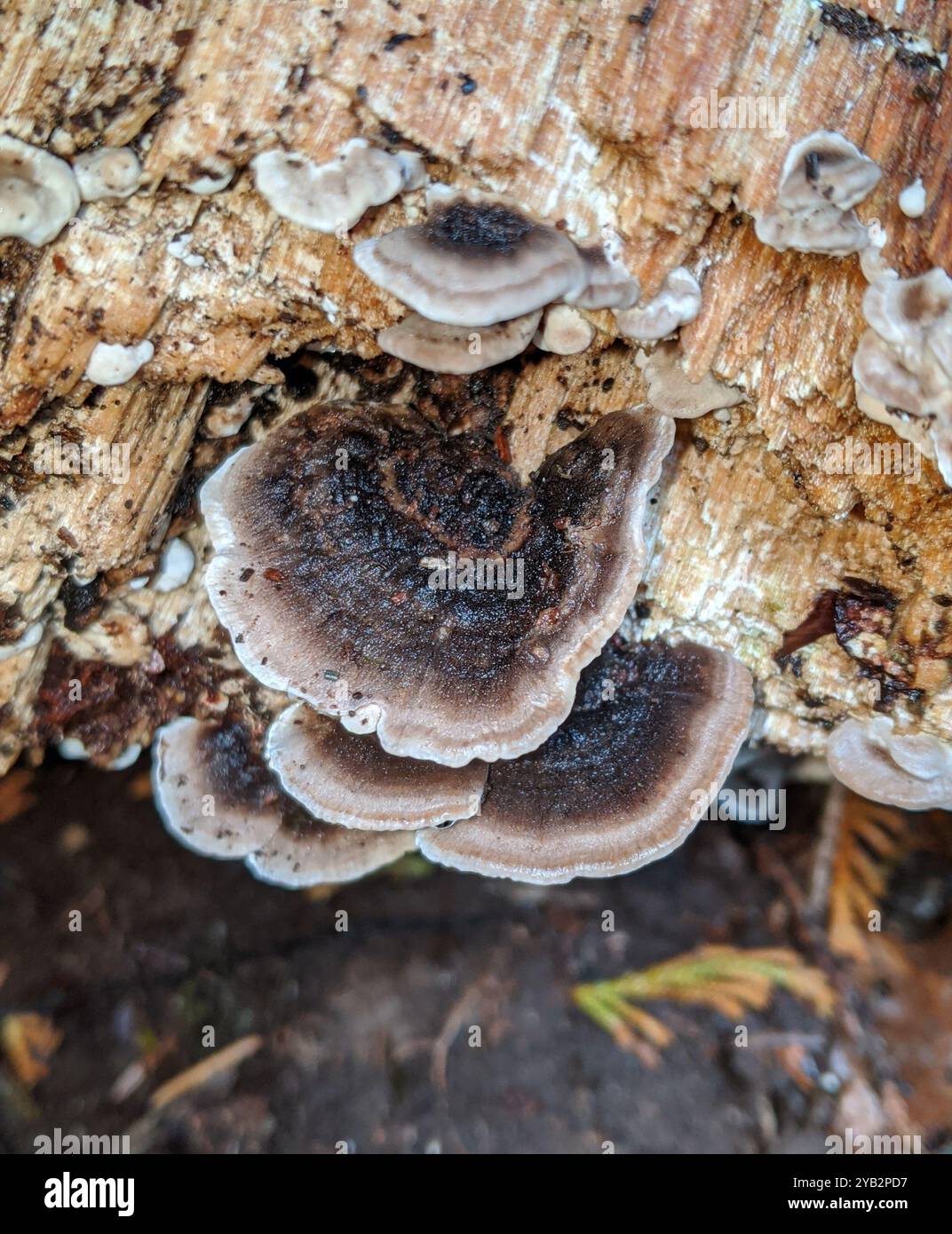 turkey-tail (Trametes versicolor) Fungi Stock Photo - Alamy