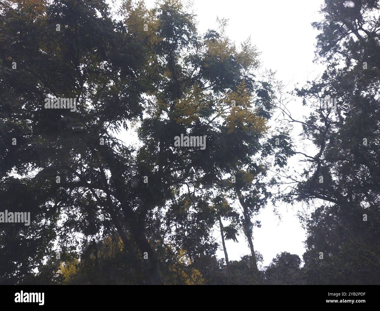 Taiwanese Rain Tree (Koelreuteria elegans) Plantae Stock Photo - Alamy