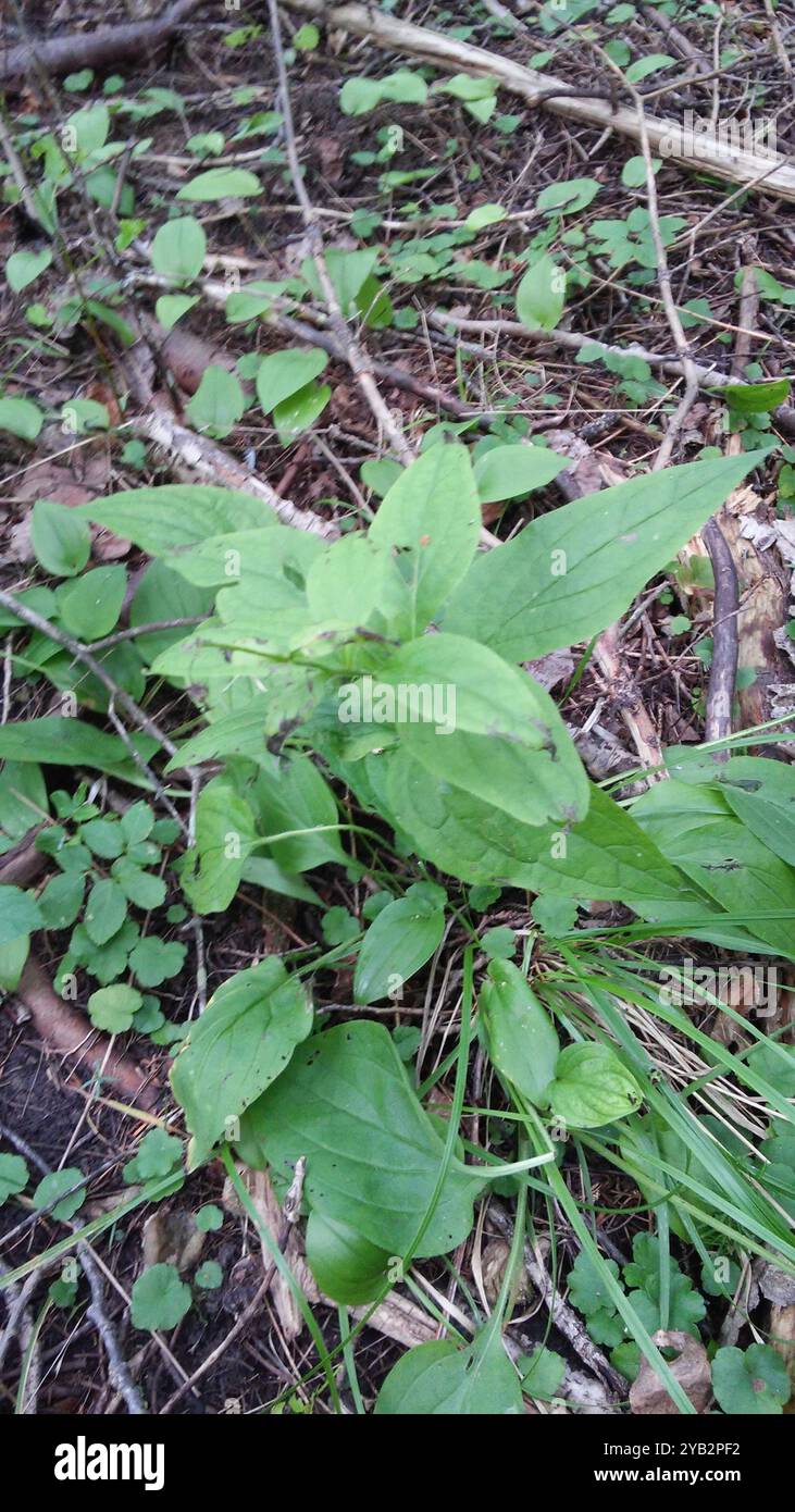 Tall Bluebell (Mertensia paniculata) Plantae Stock Photo - Alamy