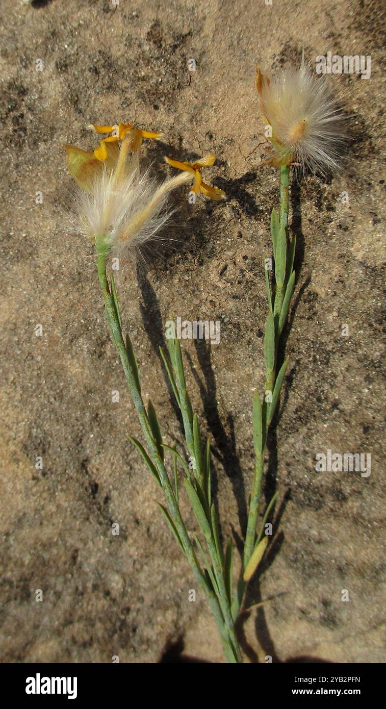 Summer Curryflower (Lasiosiphon polycephalus) Plantae Stock Photo - Alamy