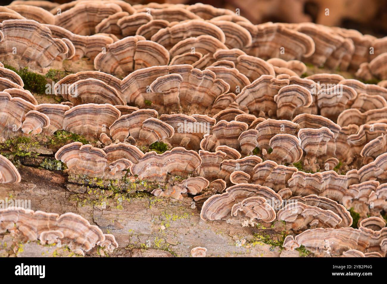 turkey-tail (Trametes versicolor) Fungi Stock Photo - Alamy
